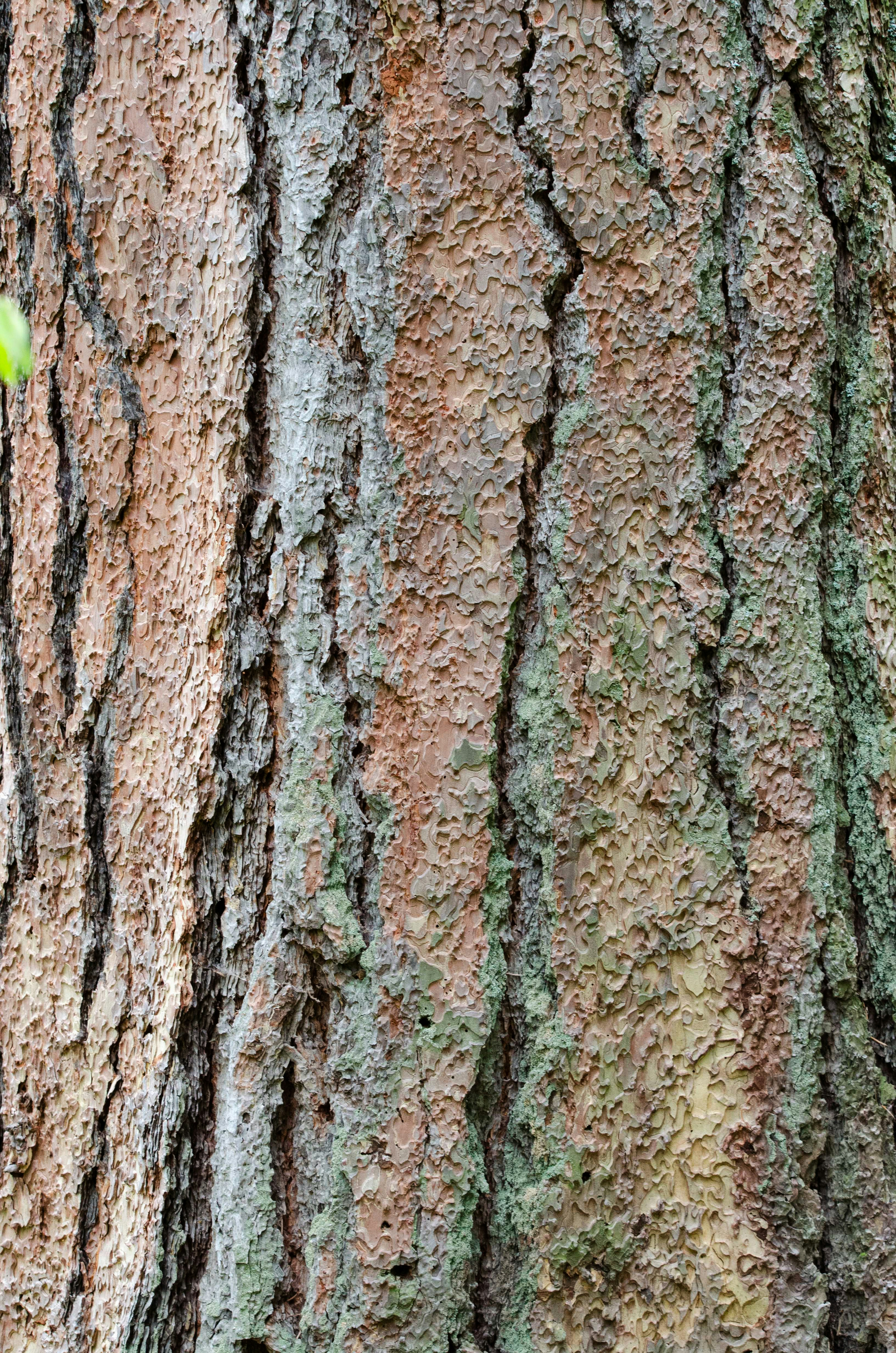 Rugged Bark: A Textured Tree Trunk Close-Up in Rustic Light