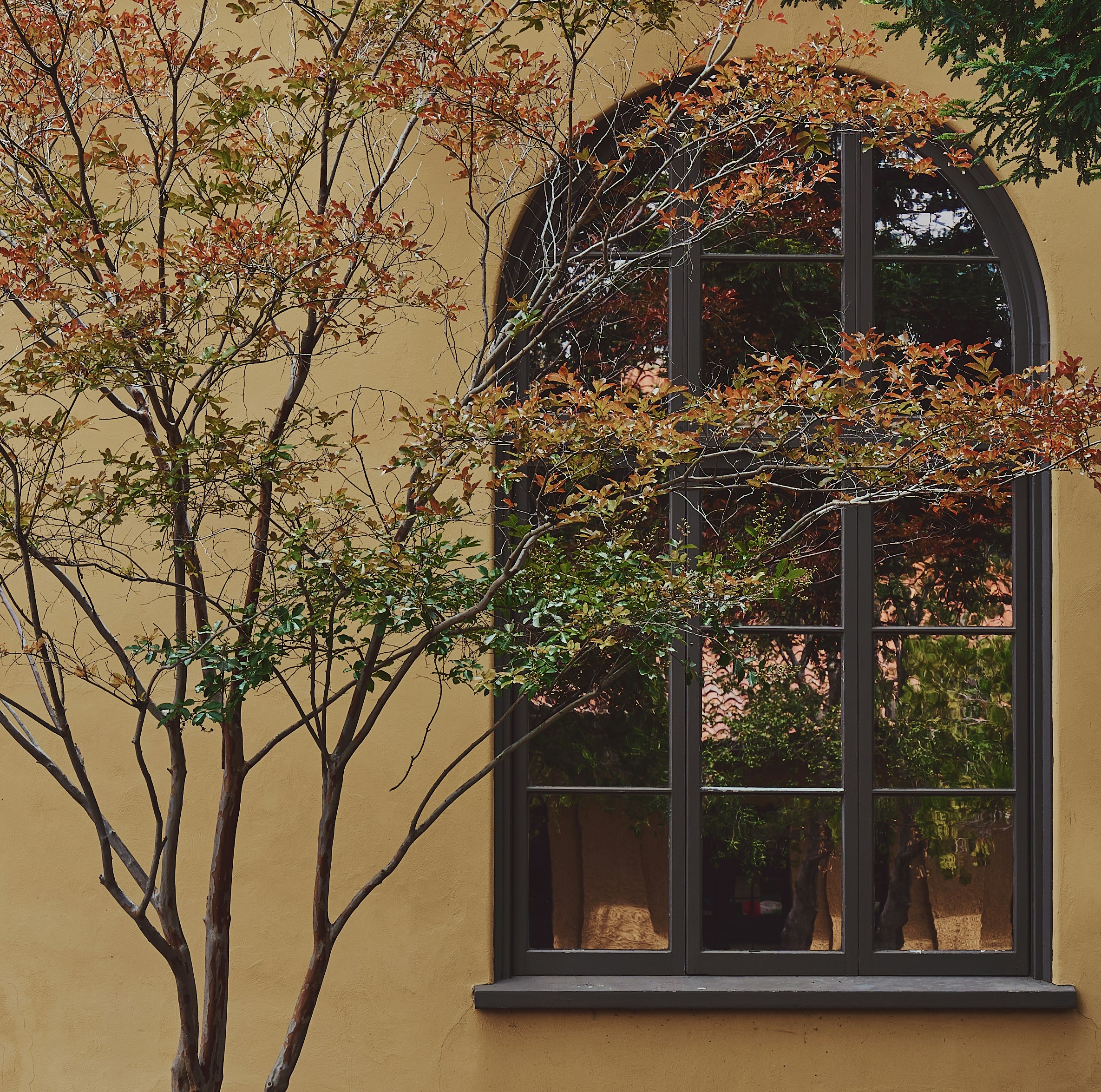 Sunlit yellow wall with a dark arched window partially obscured by slender trees and orange leaves.