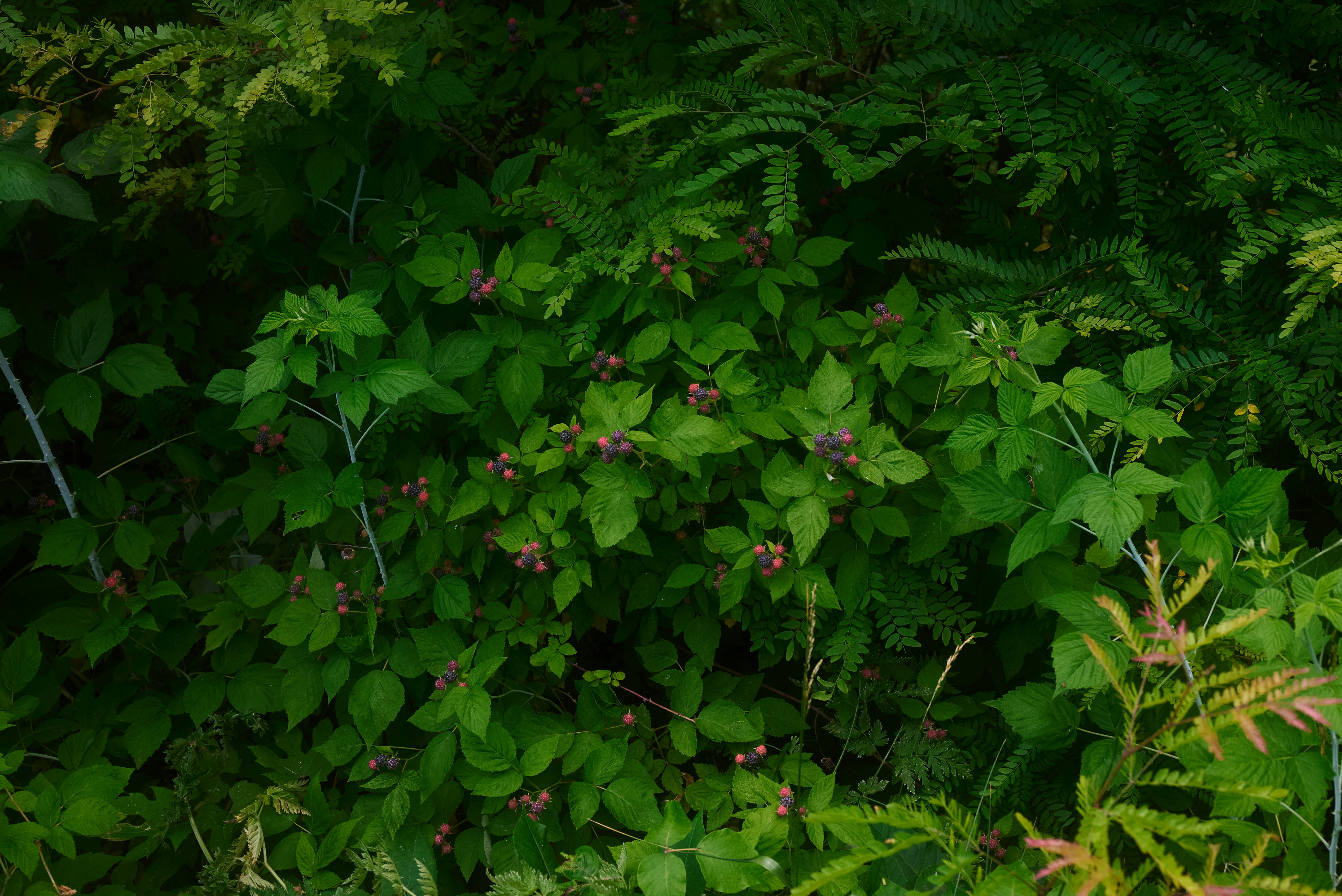 Close-up of lush green understory with small pink flowers scattered among leaves. A natural, plant-dense scene highlighting texture and depth in a garden-like setting.