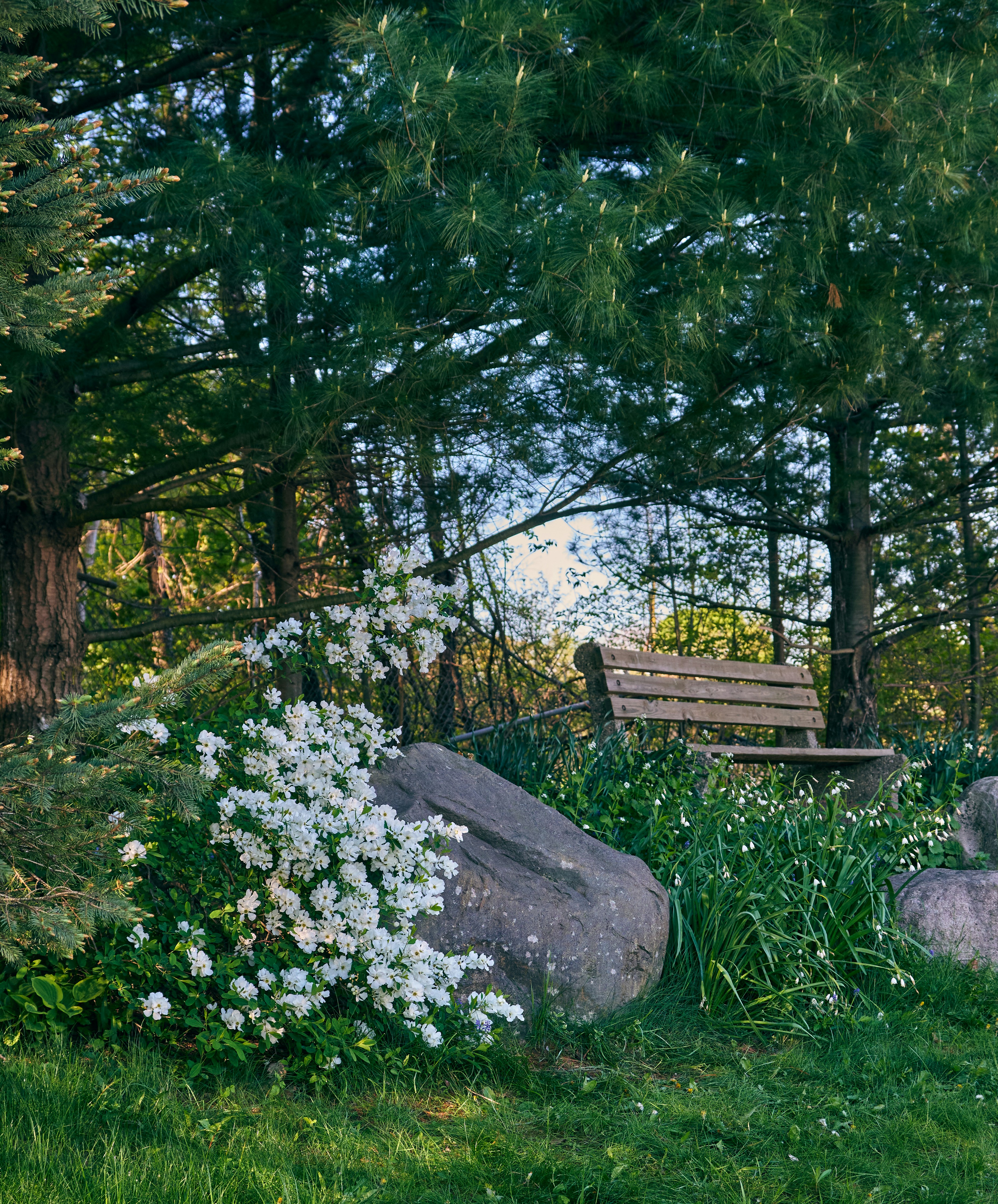 Sunlit Bench beneath a Willow Canopy