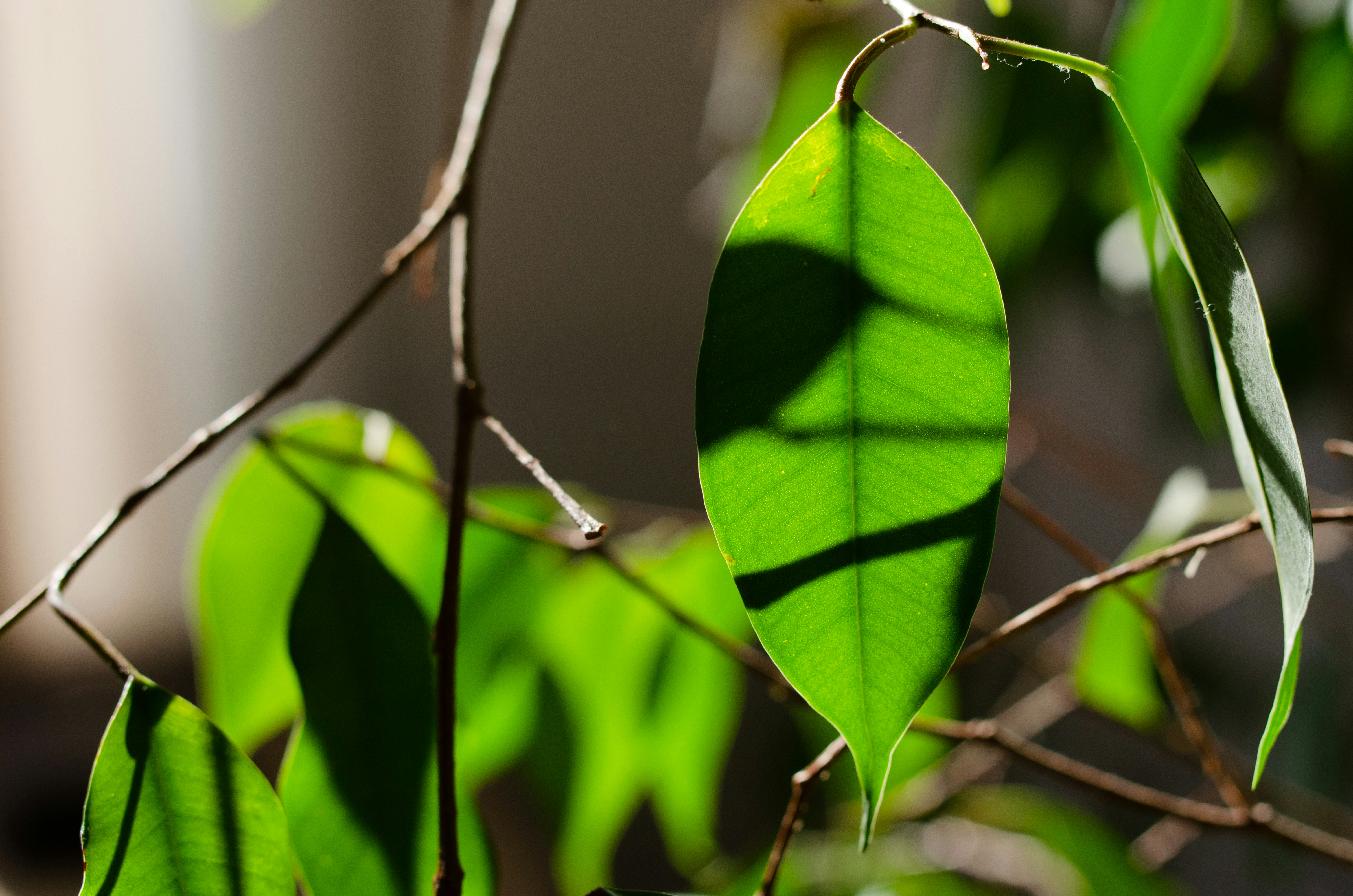 Sunlit Leaf Focus: a close-up on vibrant green venation and shadow play