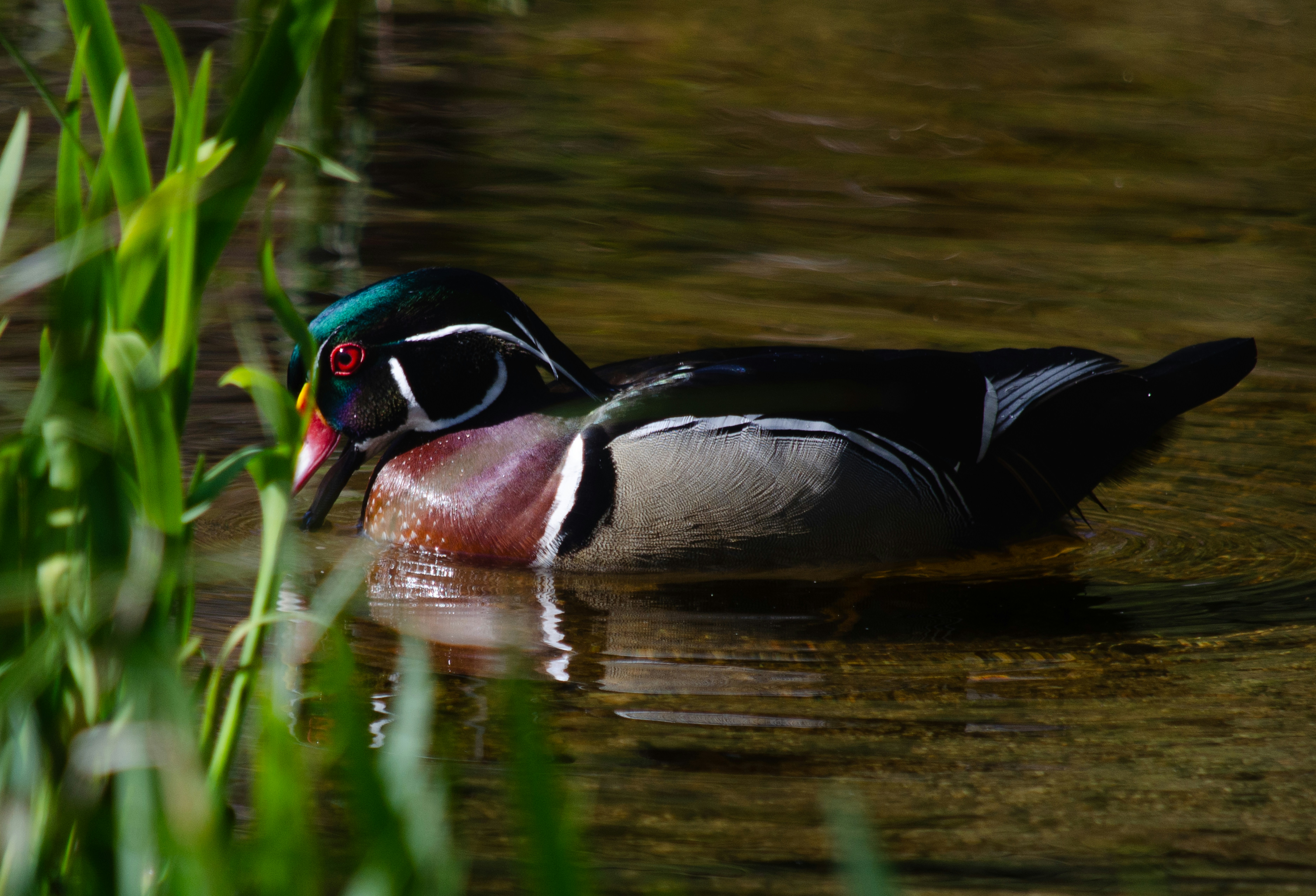 A colorful male wood duck (Aix sponsa) hiding behind green grass.