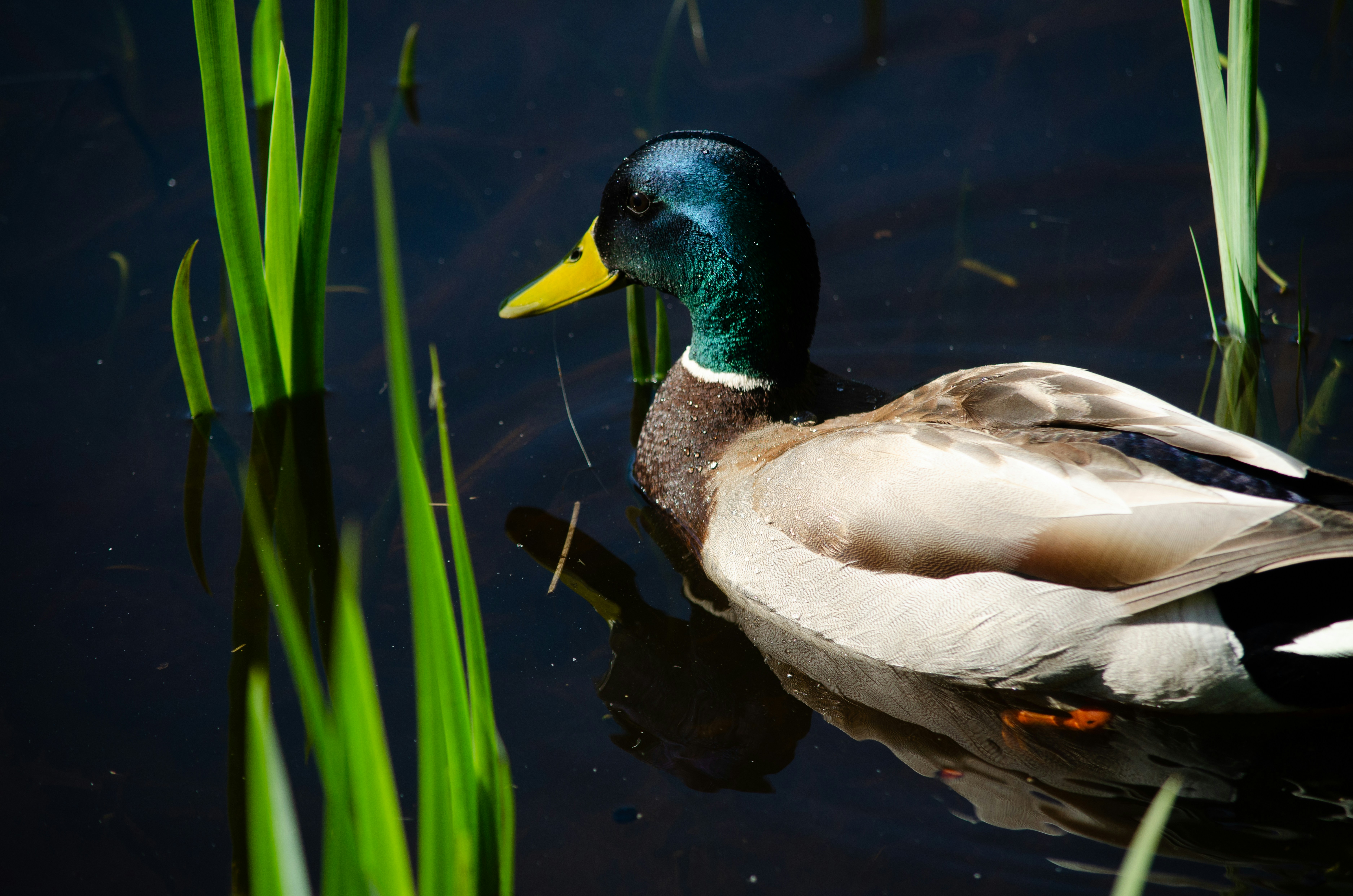 Emerald-Necked Mallard drifting through reeds