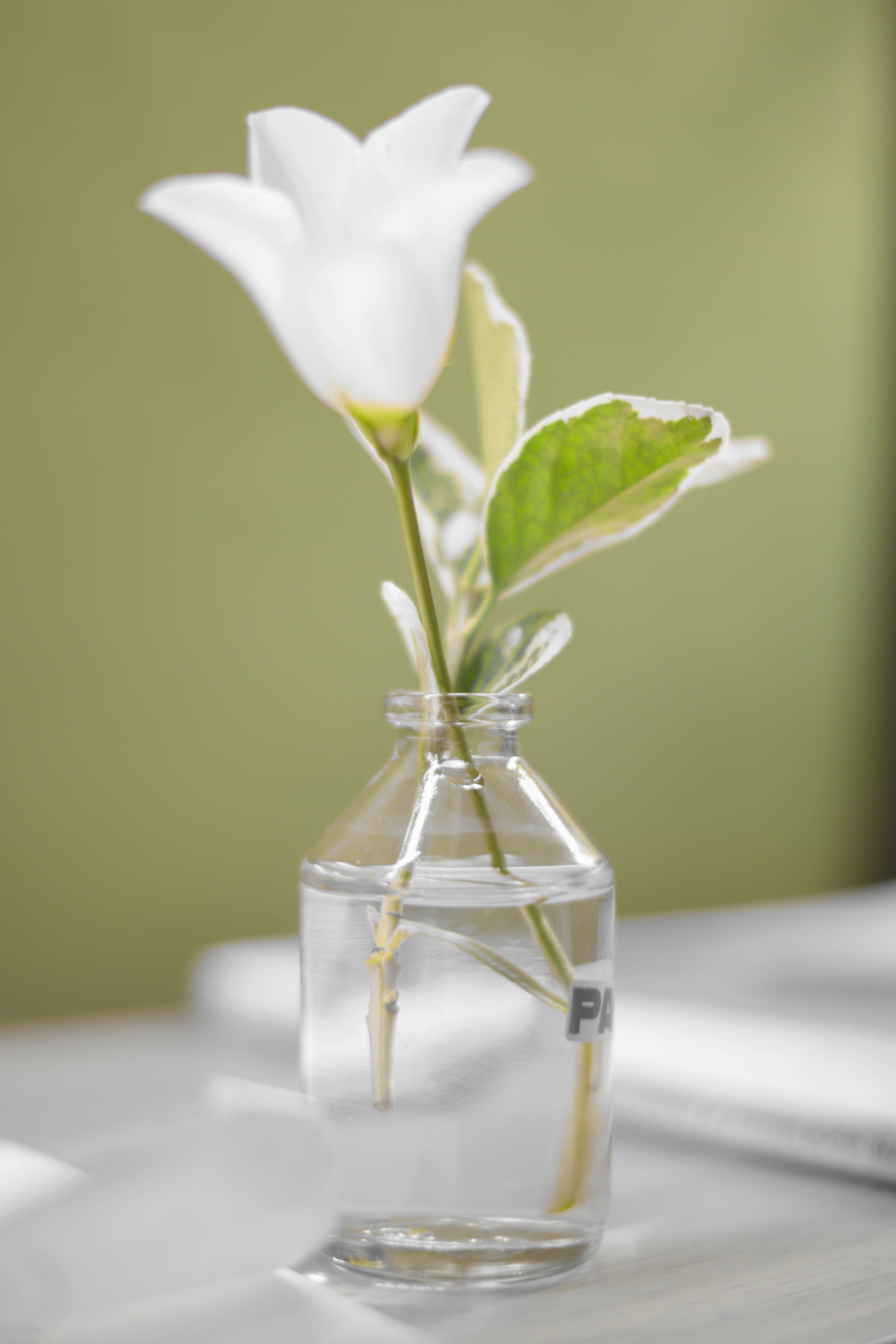 White bloom in a glass bottle: a soft still-life study
