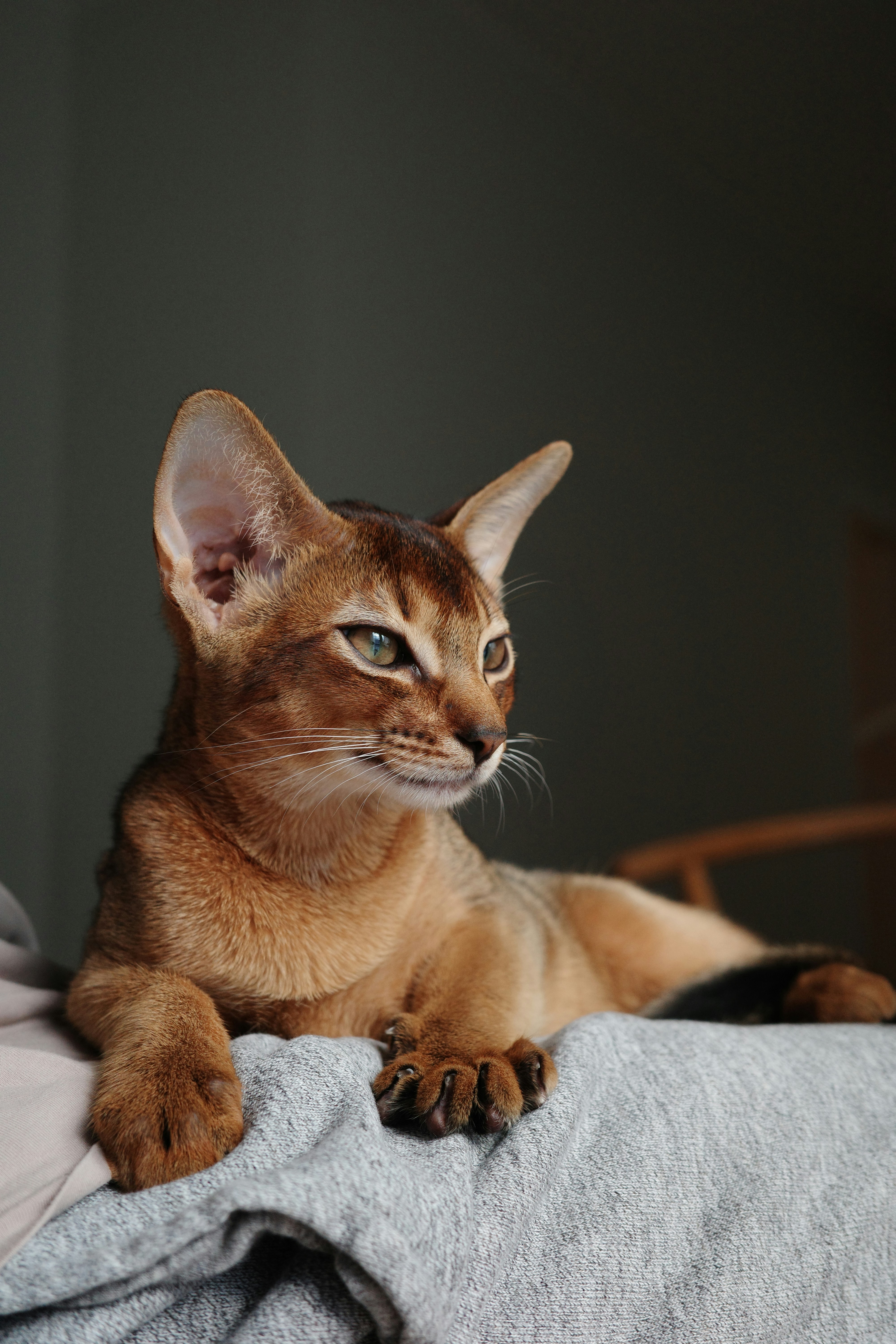 Ozzy the Abyssinian Cat