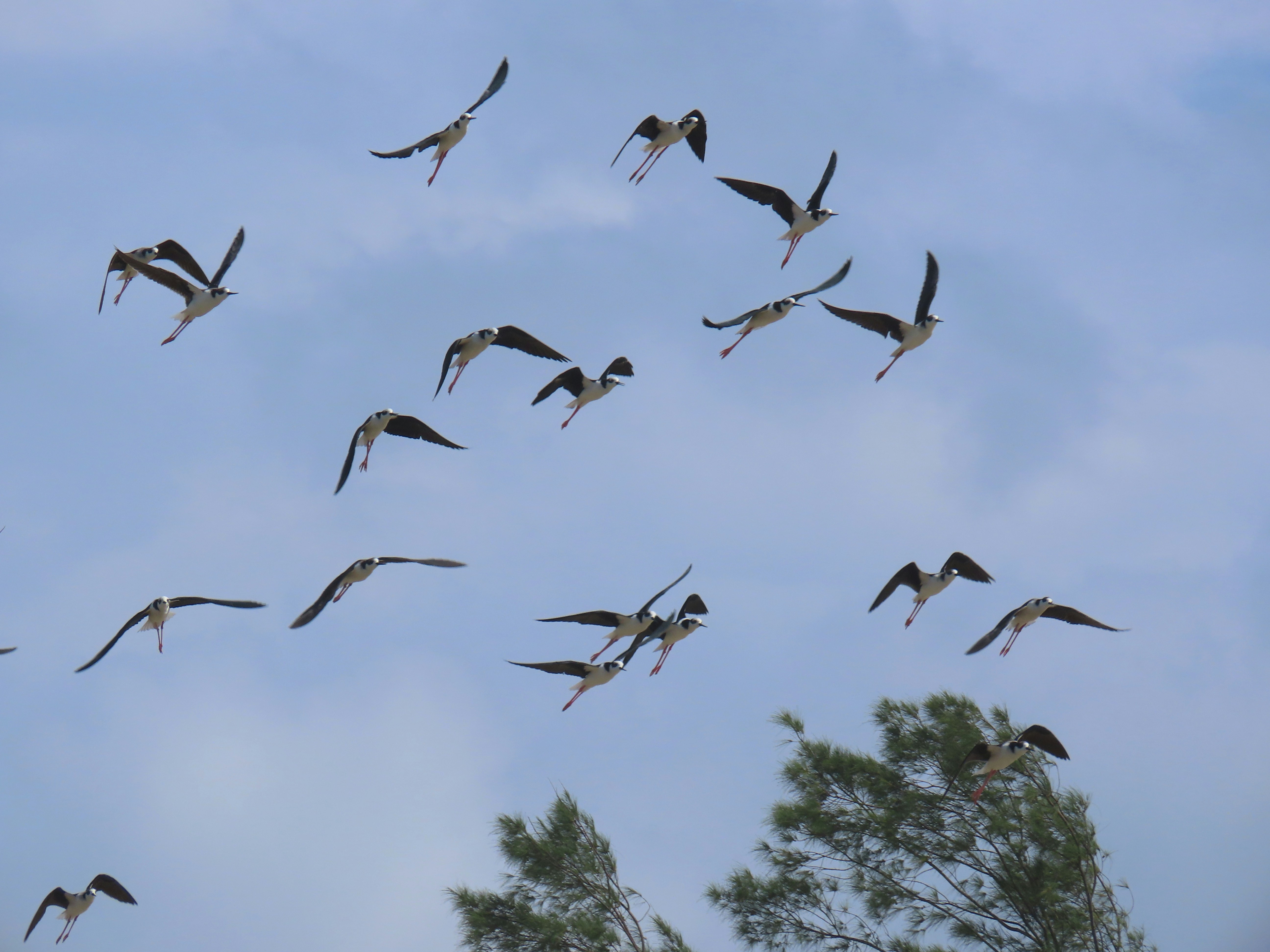 V-formation Flight Under a Quiet Sky