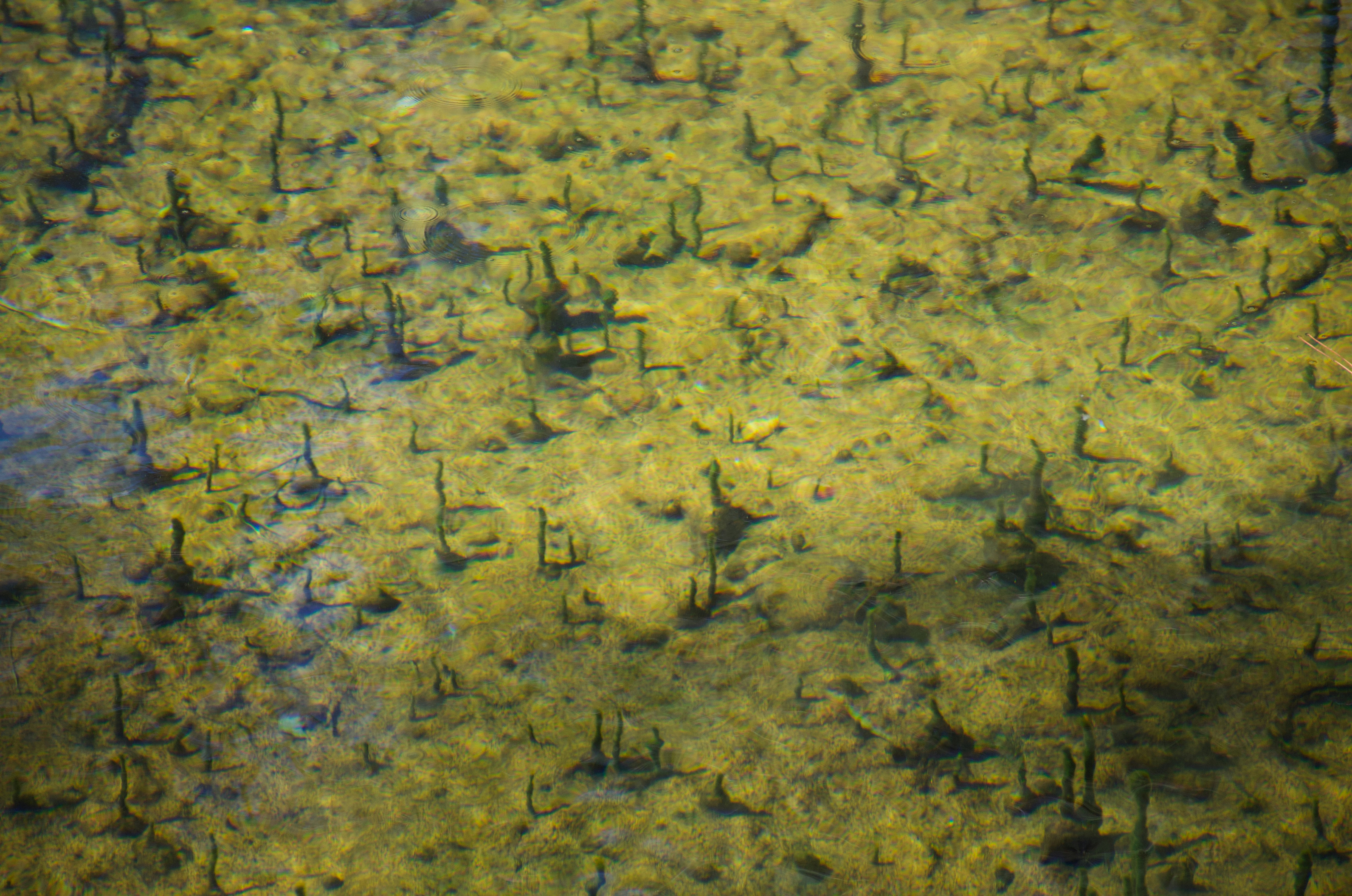 Yellow-stemmed reeds emerge from a shallow, algae-studded pool
