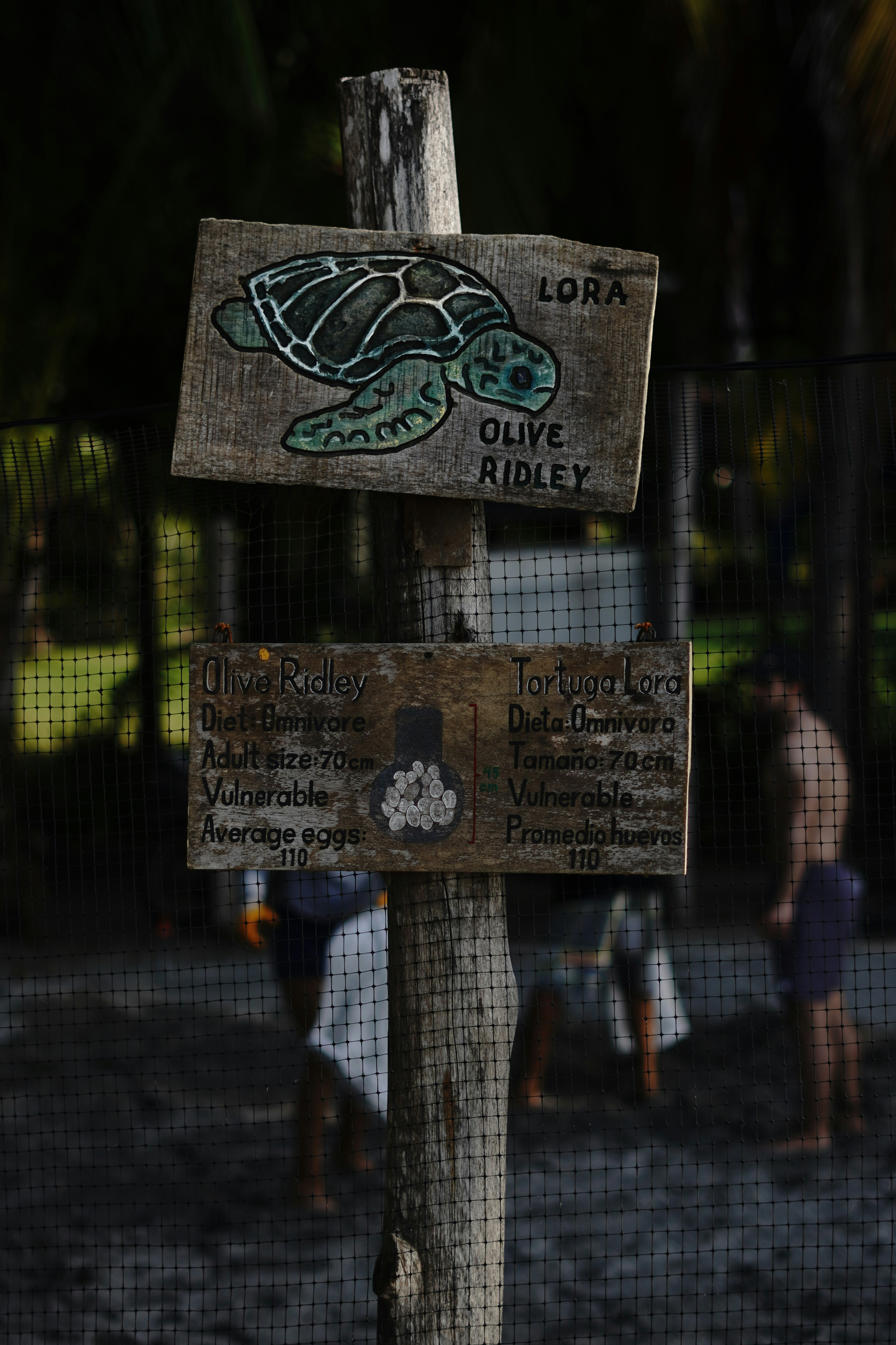 A carved wooden sign featuring a turtle, mounted on a weathered post inside a fenced enclosure; blurred human figures and shadowed background hint at a zoo or sanctuary setting.