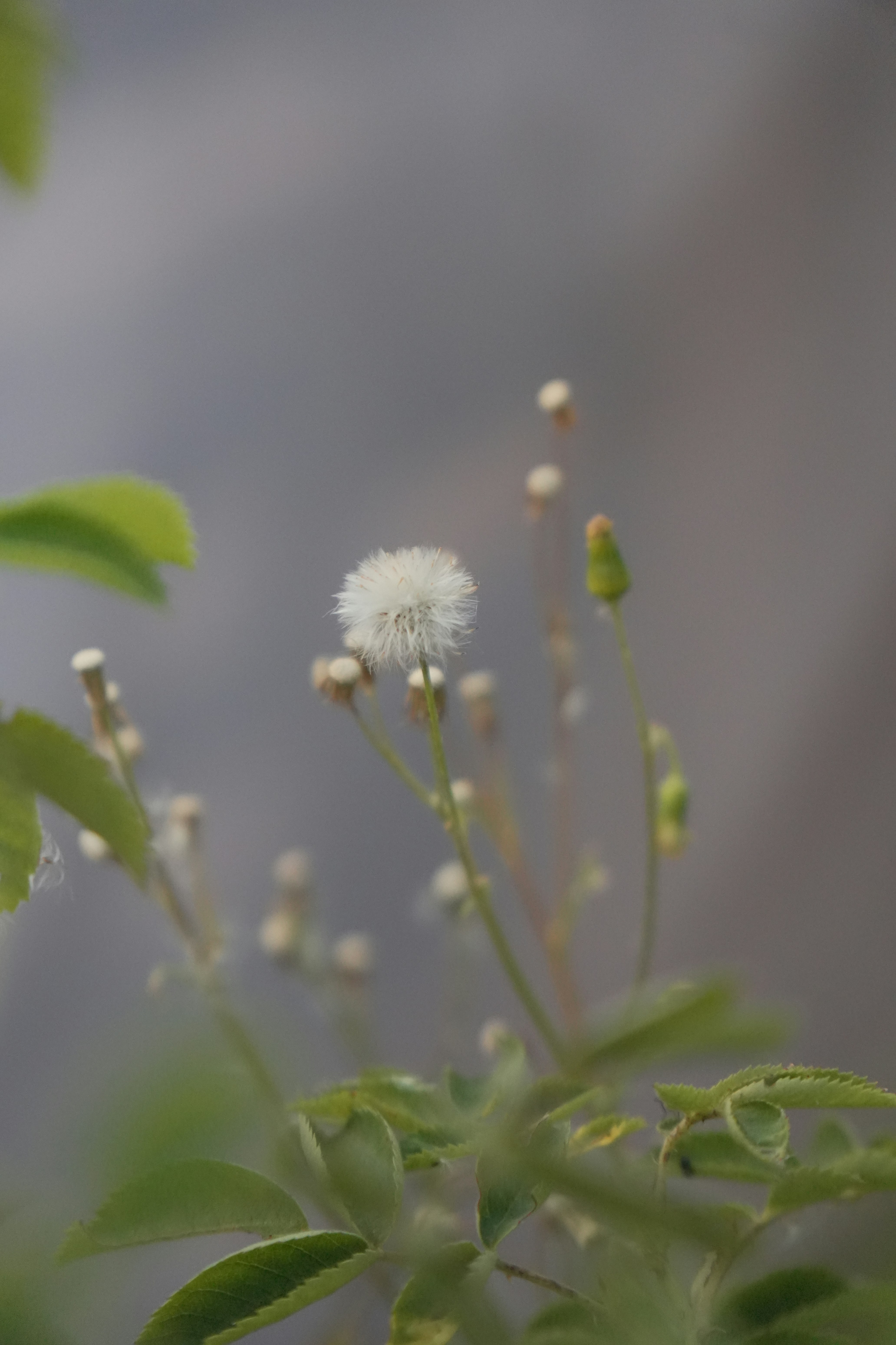 Whiskered Bud: a delicate dandelion against a blurred backdrop