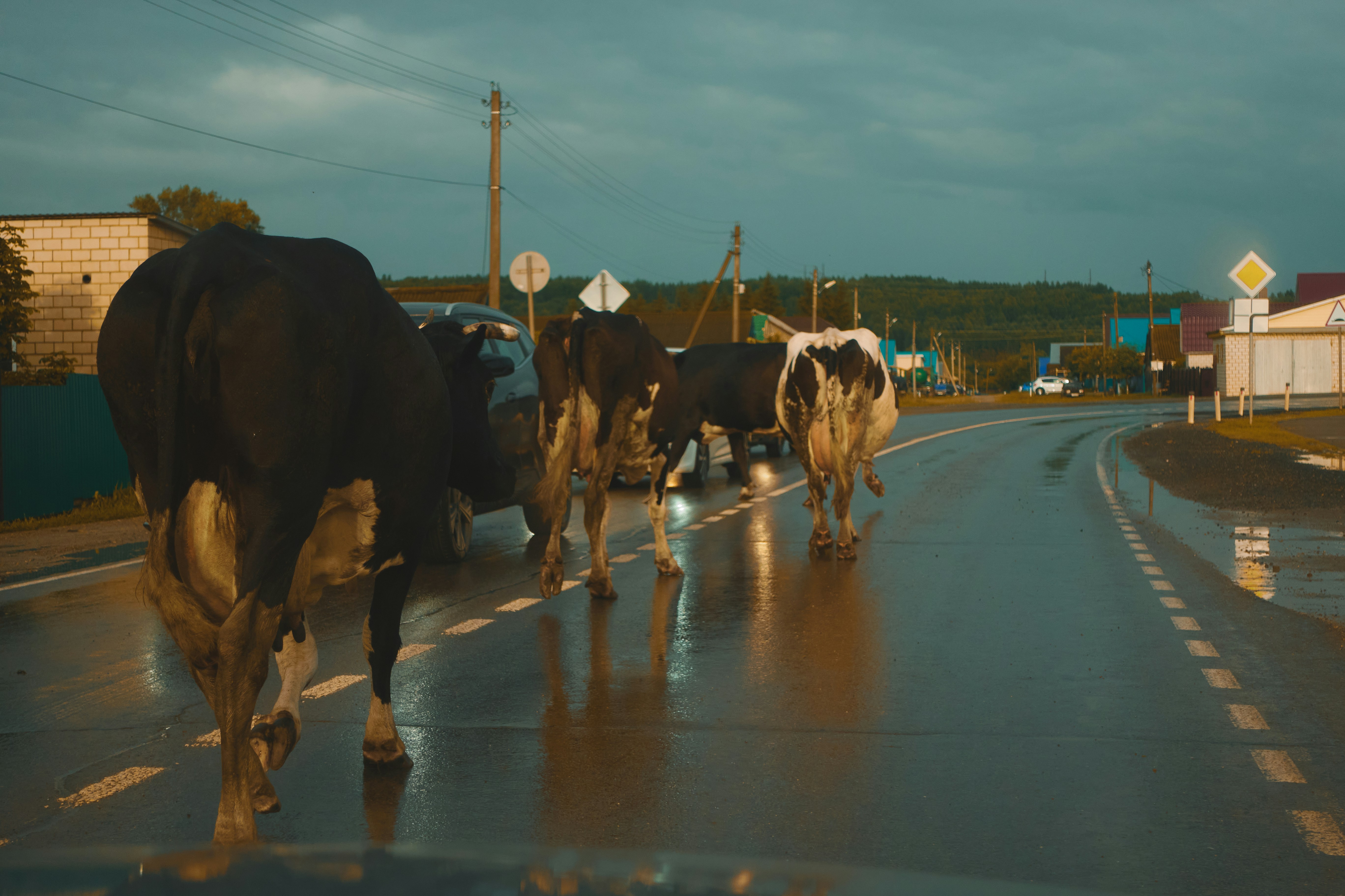 Cattle on a Glimmering Highway: A Quiet Morning Stampede