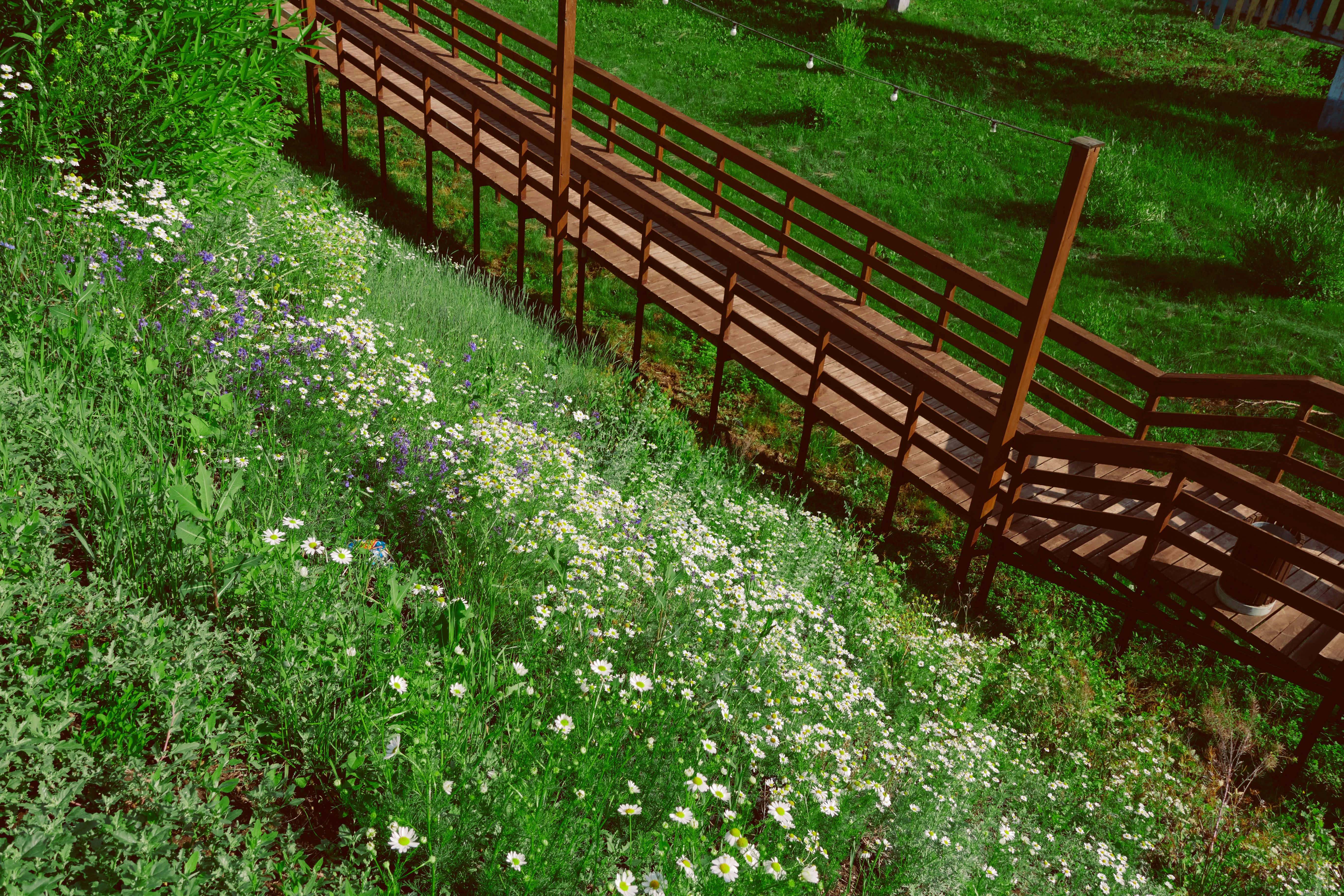 Sunlit wildflowers beside a wooden railing cut by a winding path