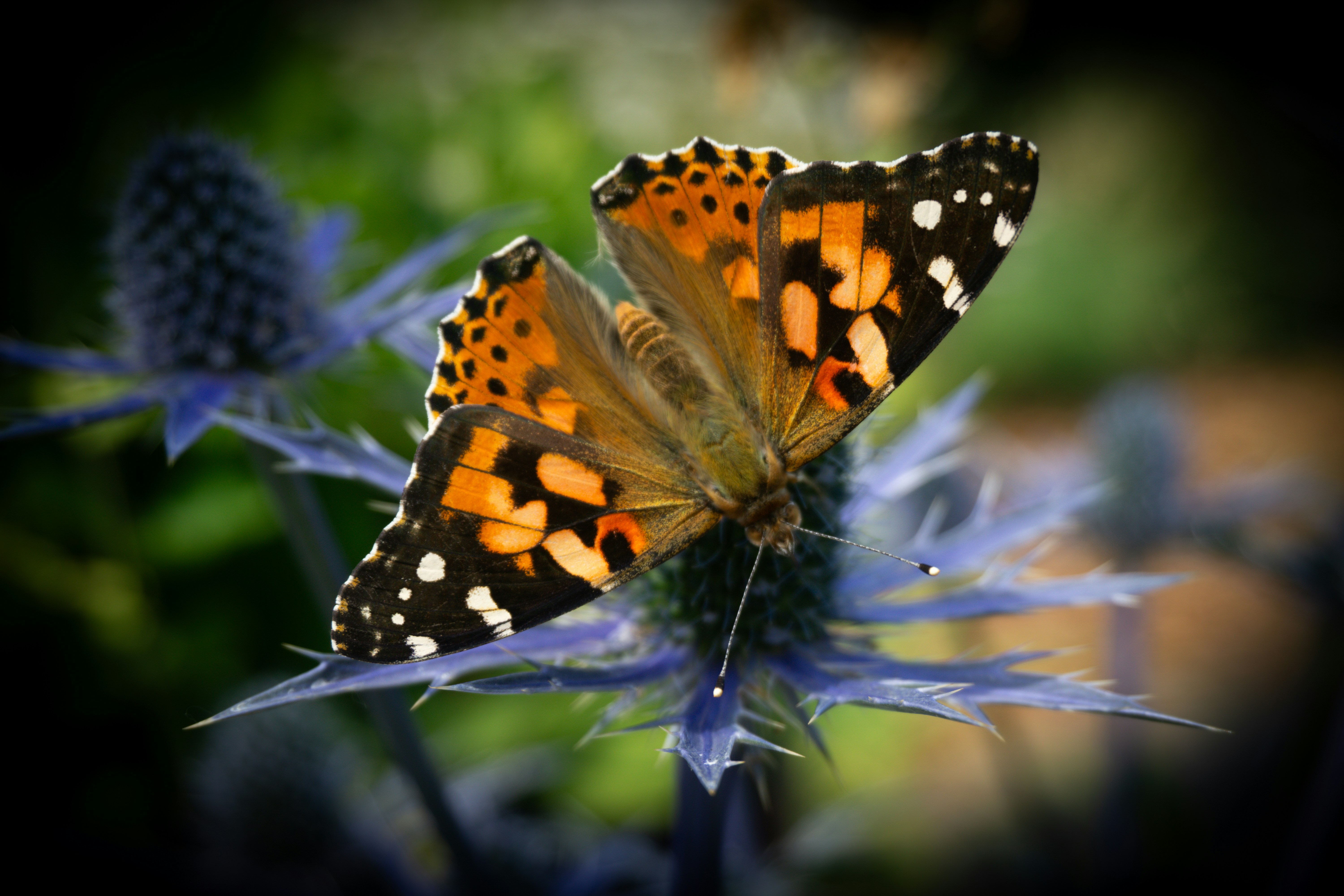 Fluttering Spotlight: A Painted Lady Anchored on Indigo Thorns