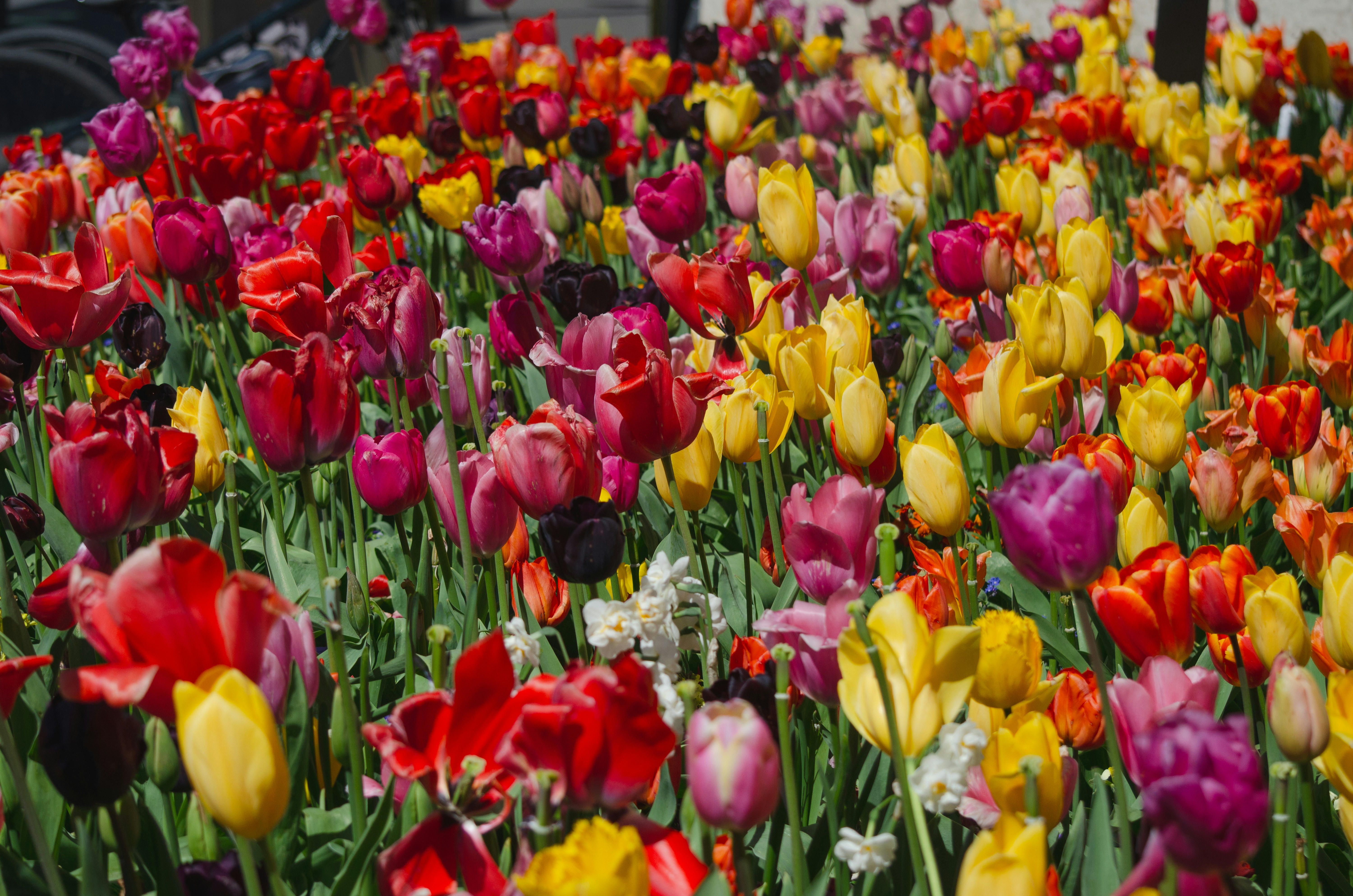 Sunlit Tulip Tapestry in a Courtyard Bloom