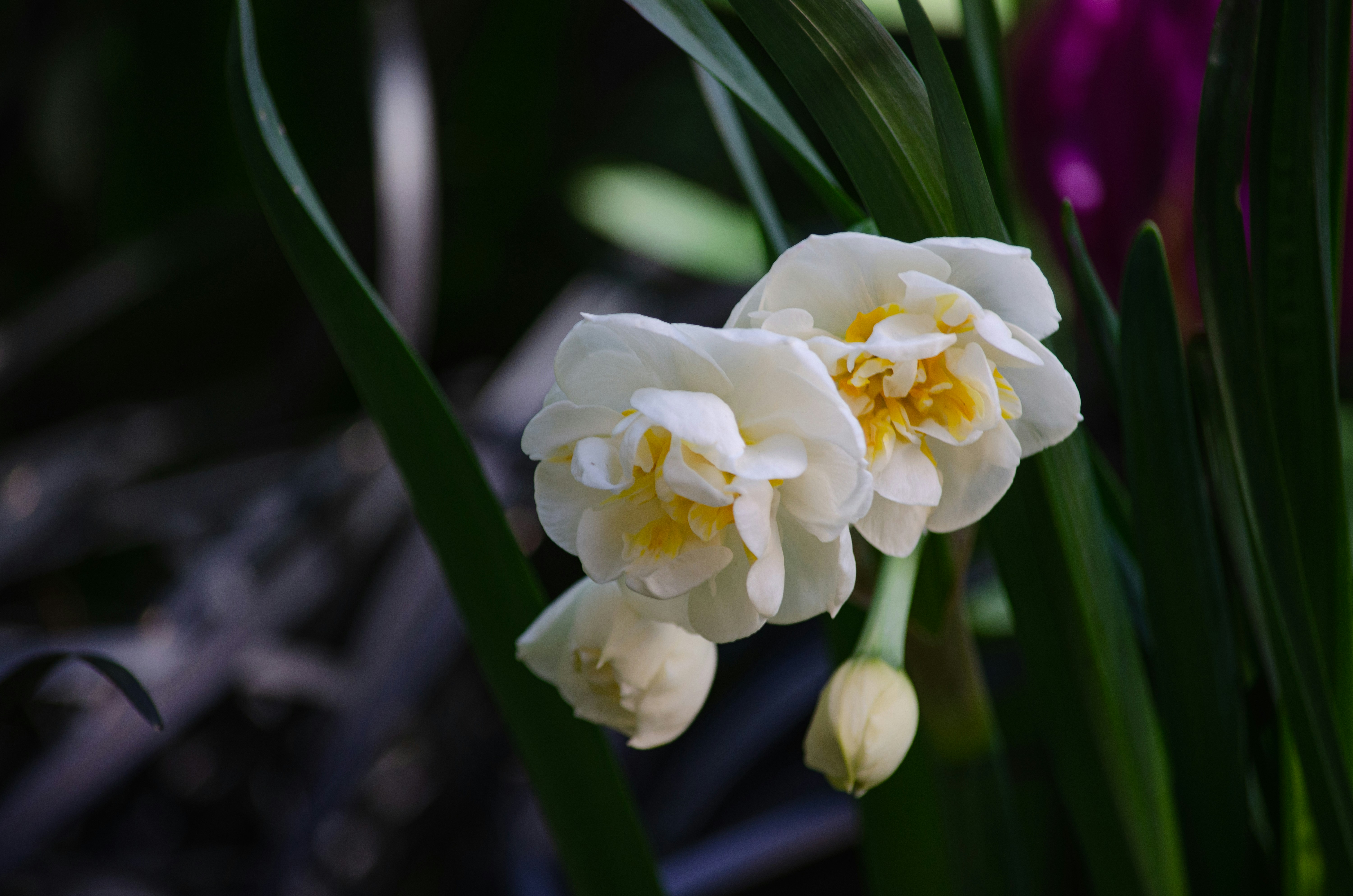 Petal Prominence: White Tulips in Soft Focus Garden Bed