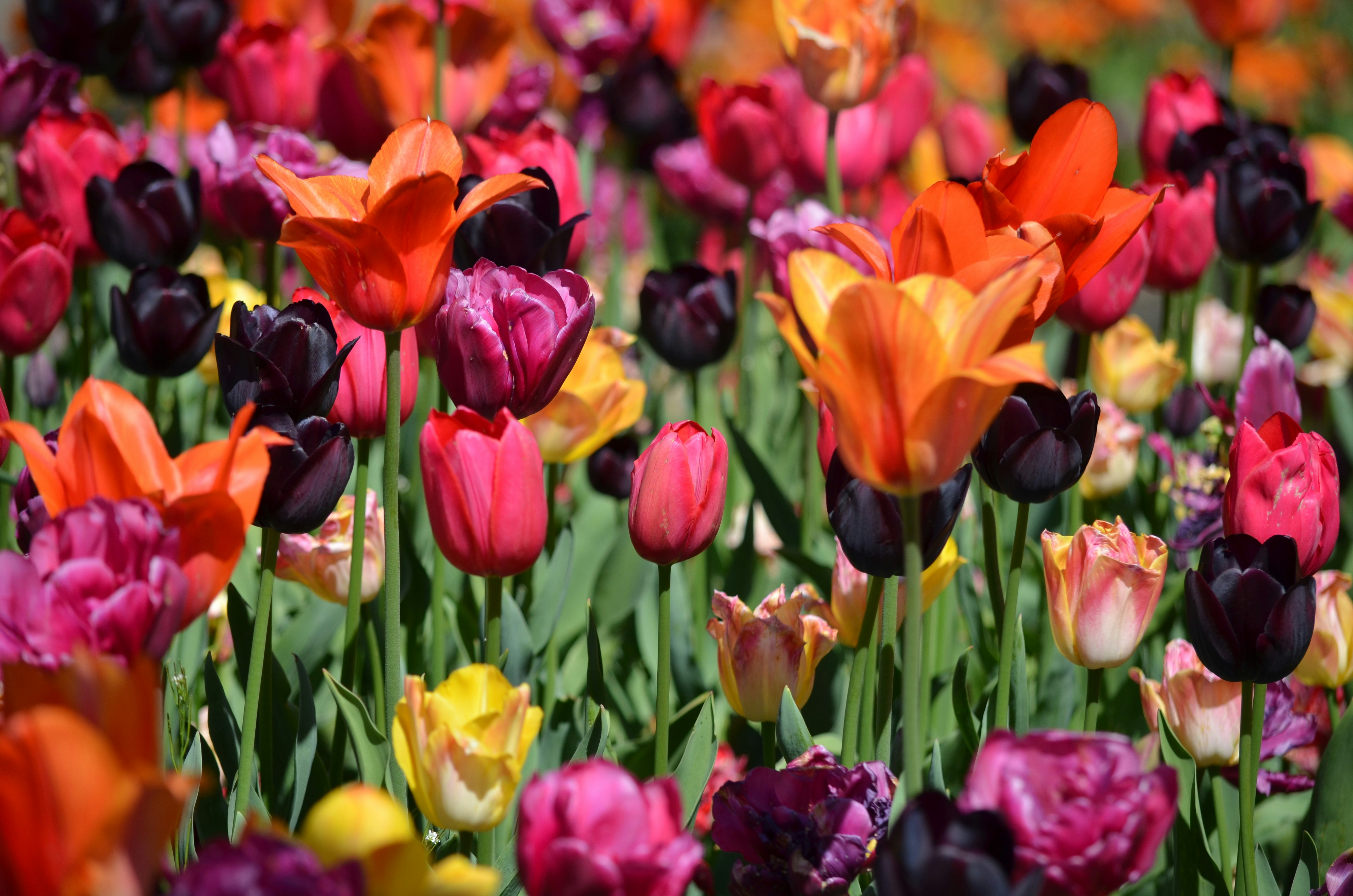 Rows of colorful tulips in full bloom featuring shades of red, orange, pink, purple, yellow, and nearly black flowers. a vibrant spring landscape filled with seasonal beauty.