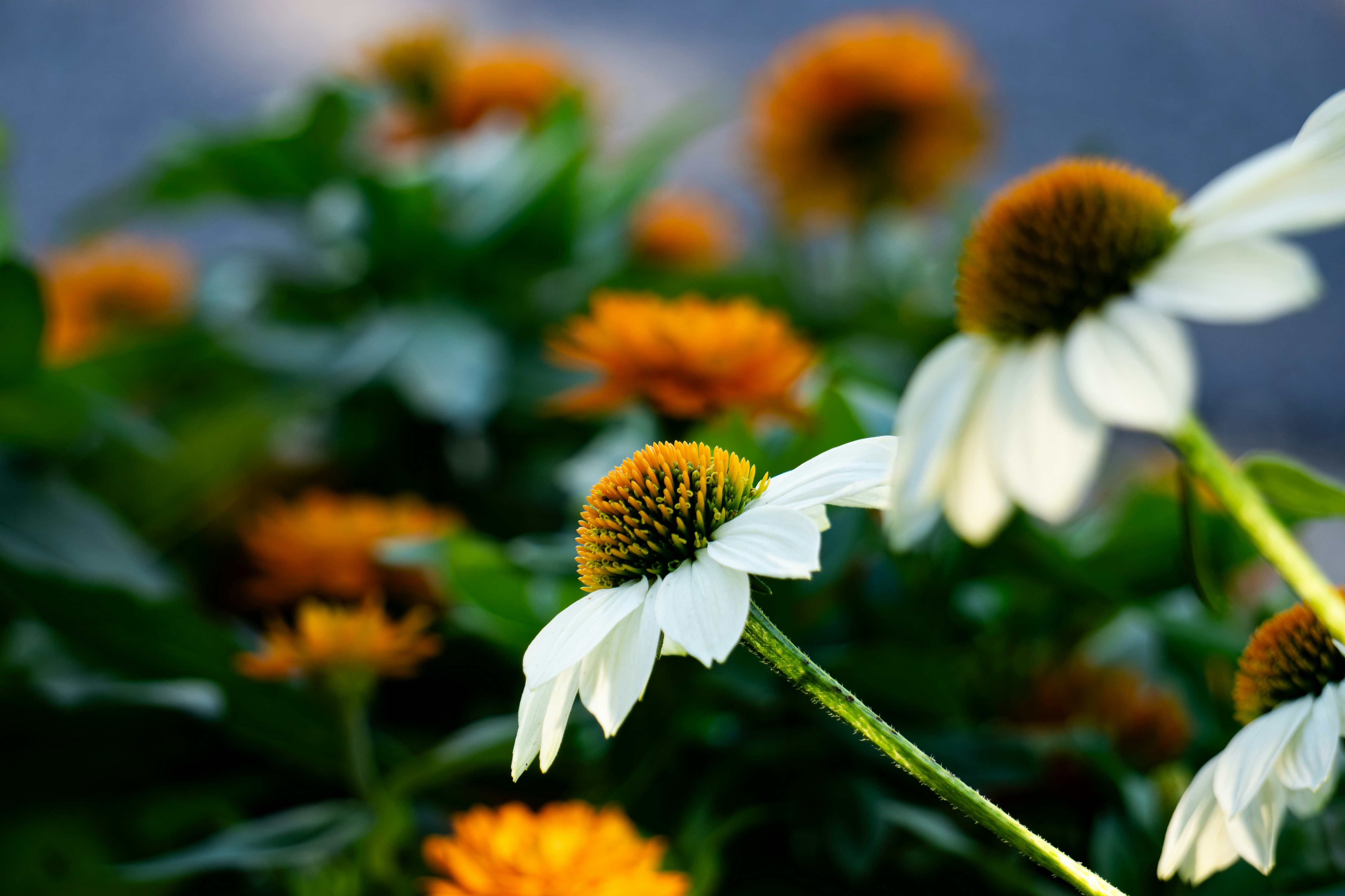 White-petaled Coneflower in Focused Blur Field