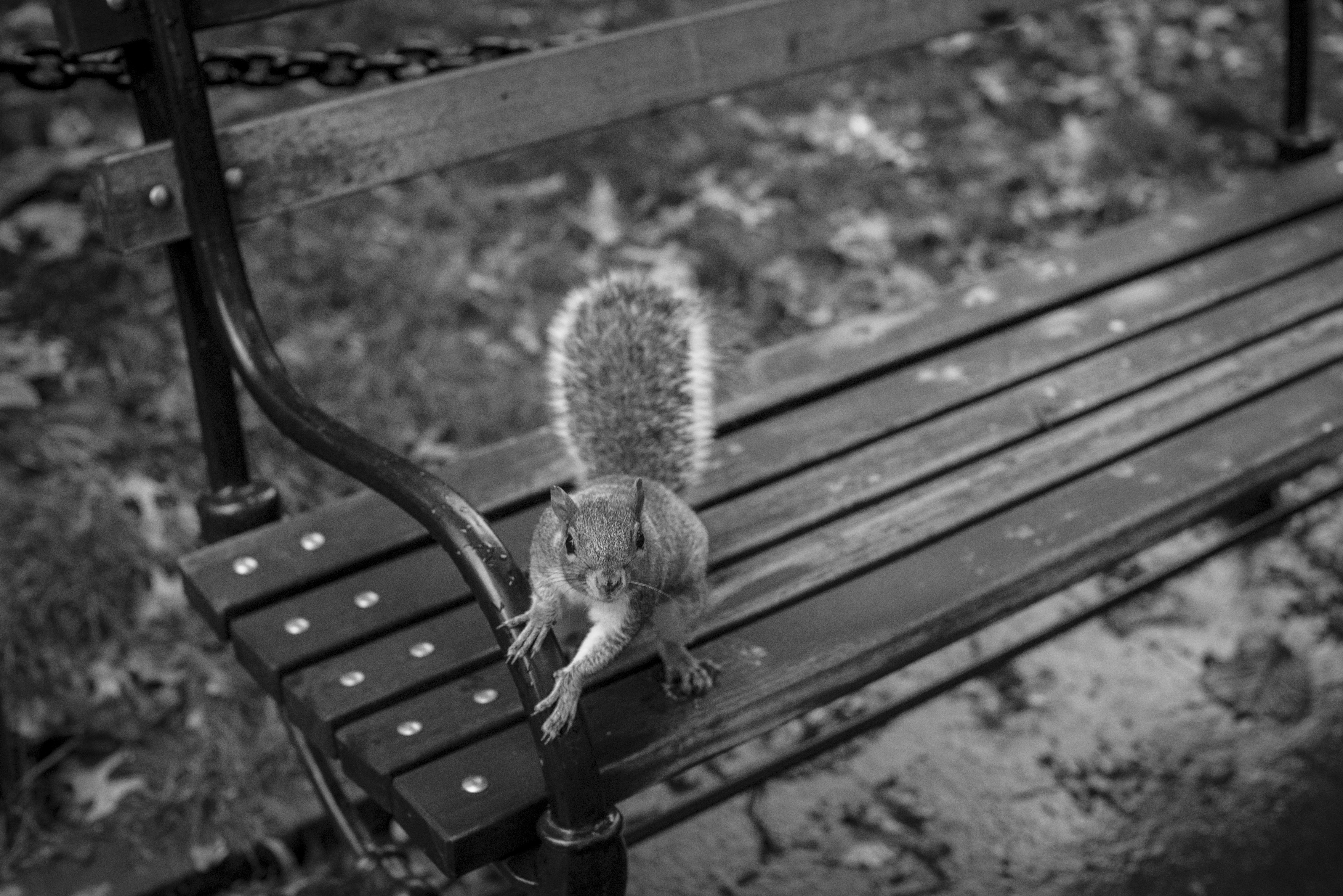 Curious Squirrel on a Rain-Wlick Bench
