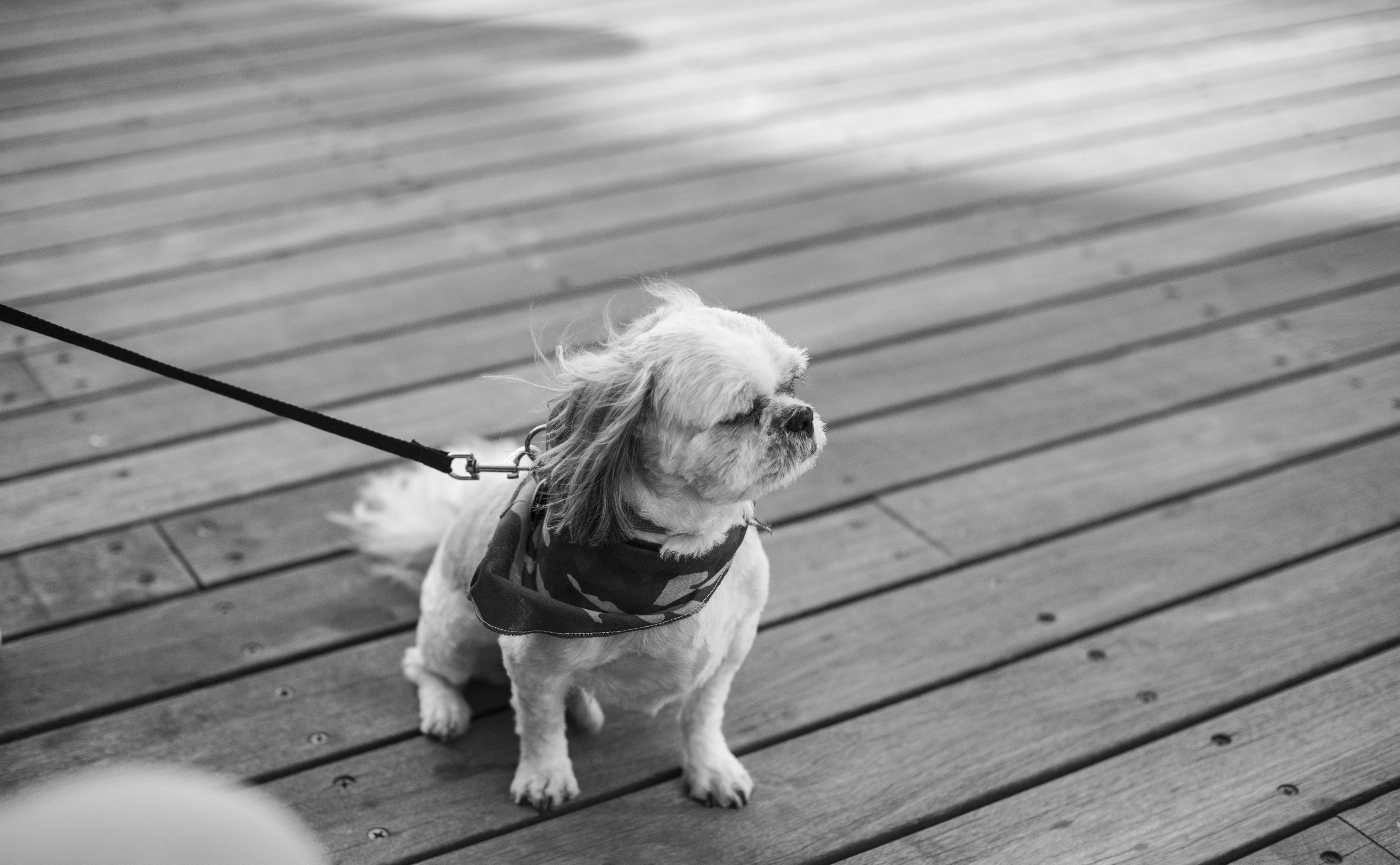 Small Terrier on a Dock: Windy Moment, Quiet Resolve