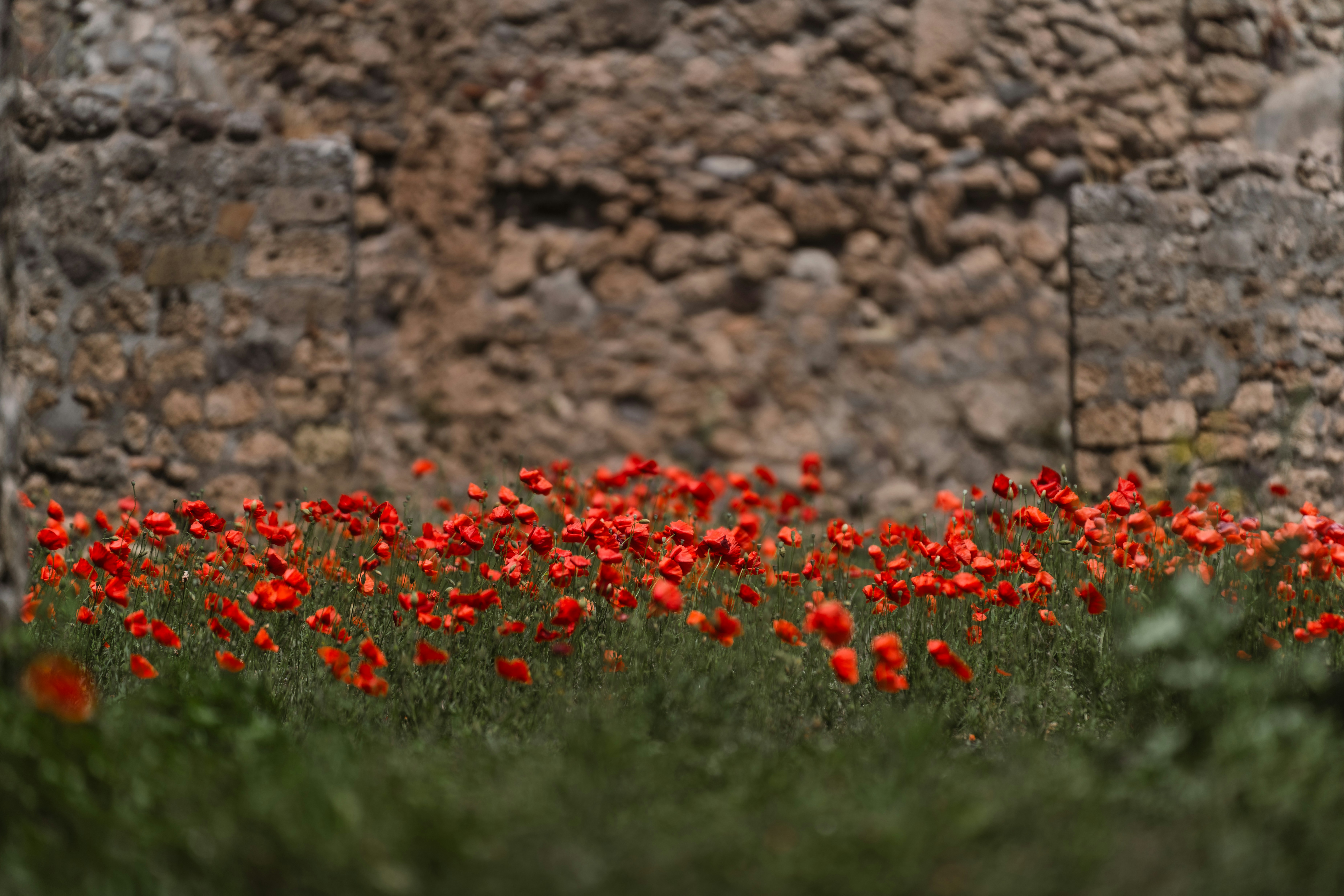 Red Poppies at the Foot of an Ancient Wall