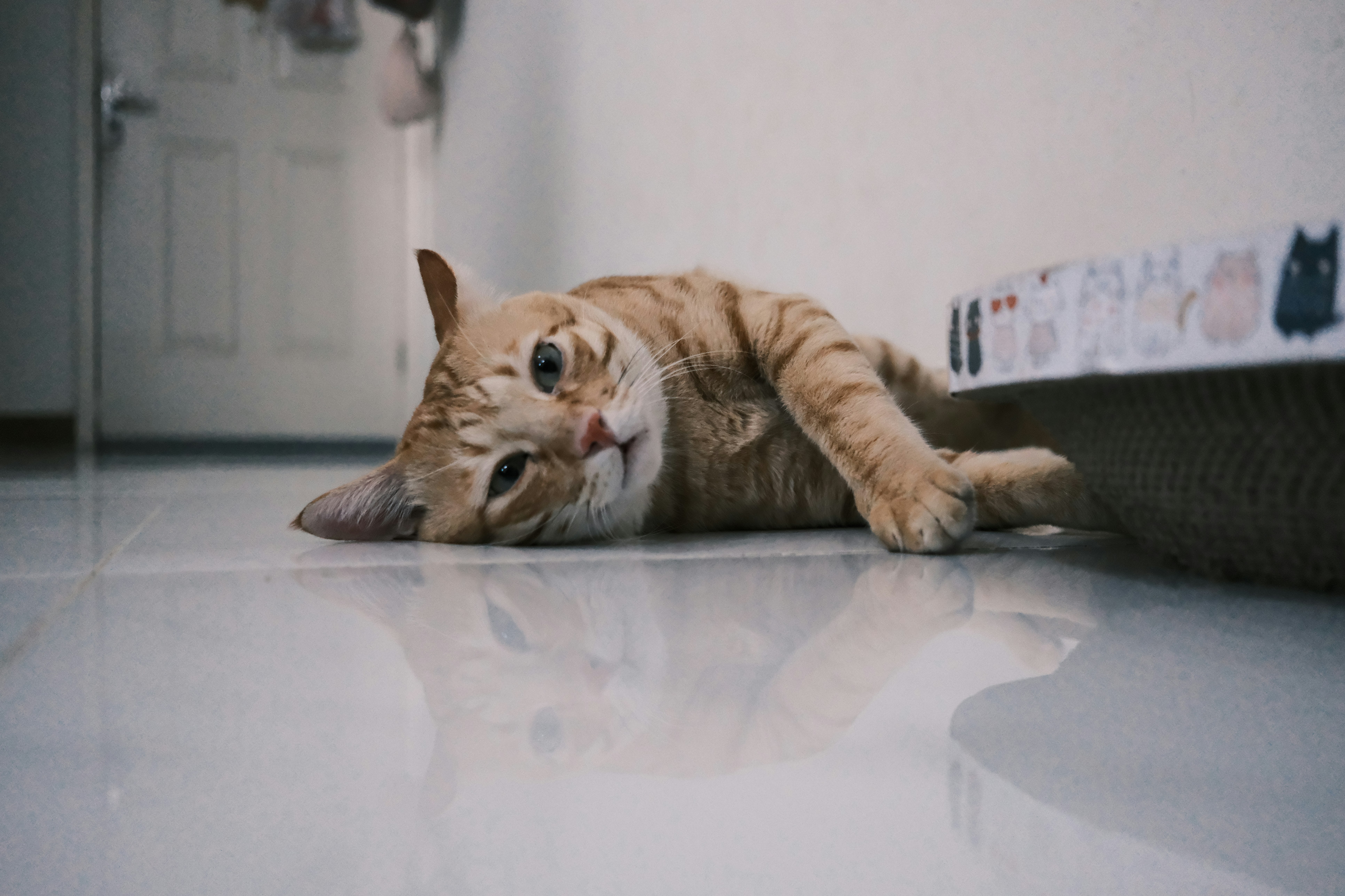 Laid-Back Lullaby: Orange Cat Resting on a Shiny Floor