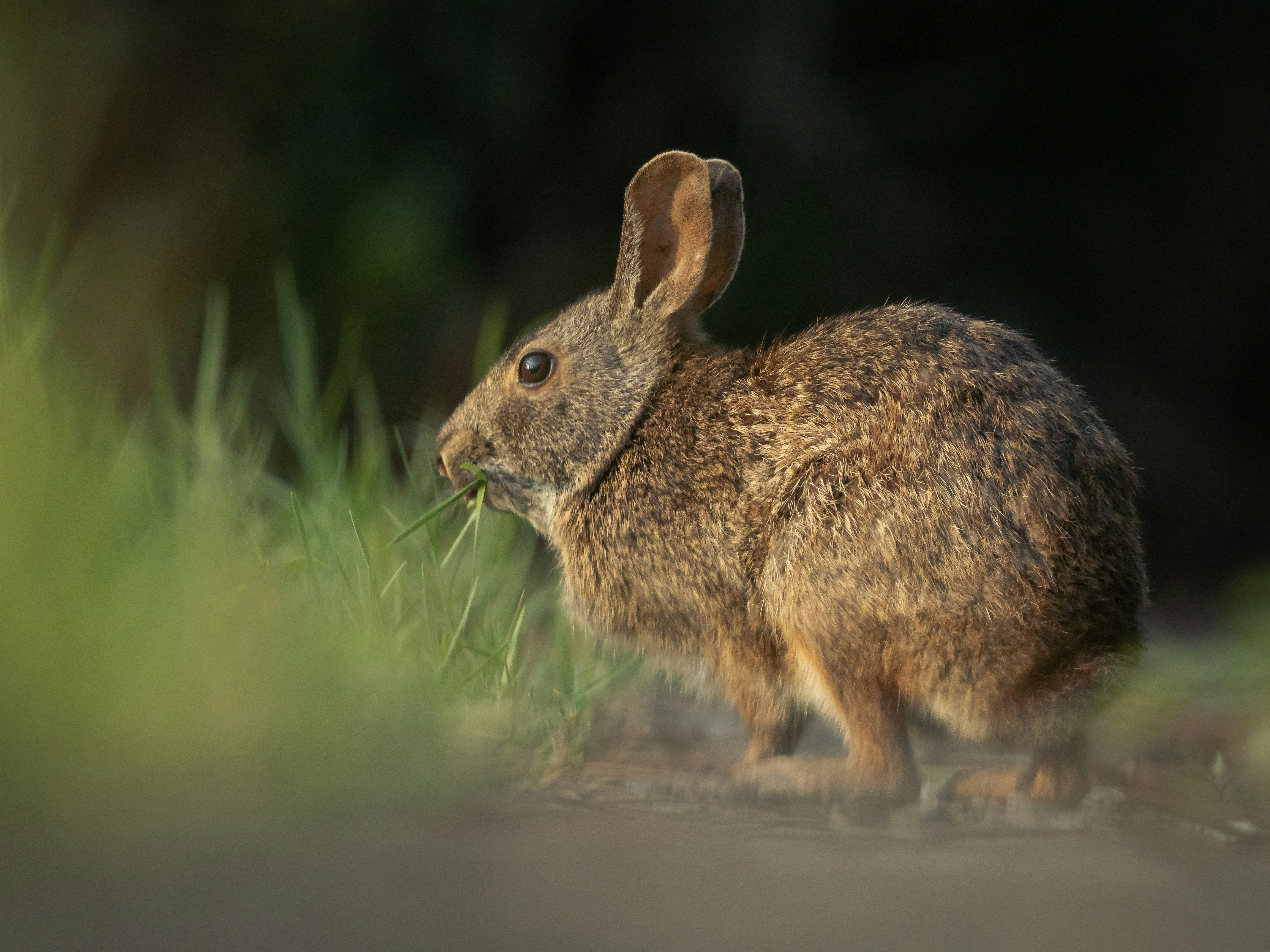 Quiet Meadow Gazer: A Rabbit Pauses in Dappled Light
