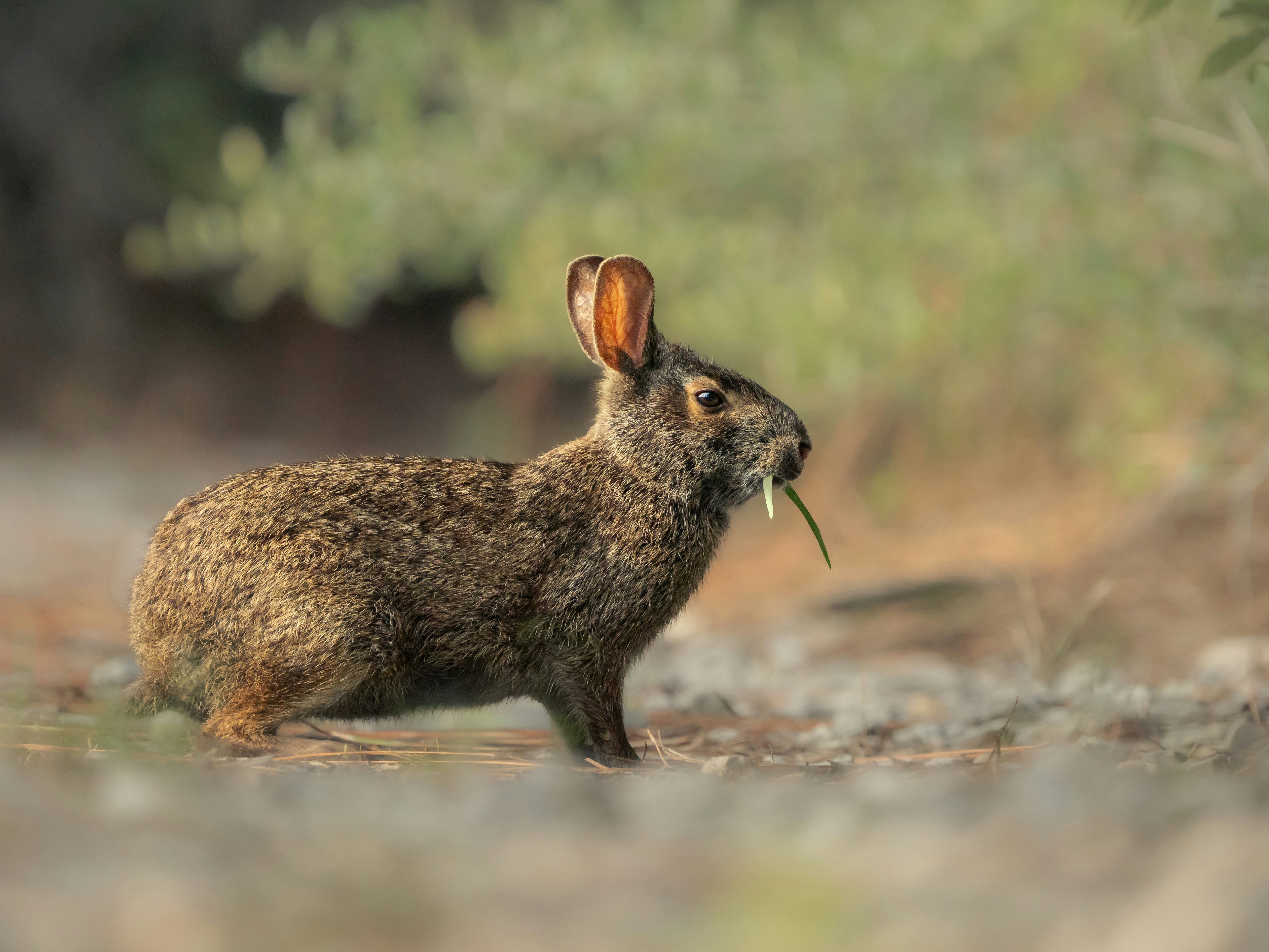 Low Sunlit Hare With An In-Stride Leaf