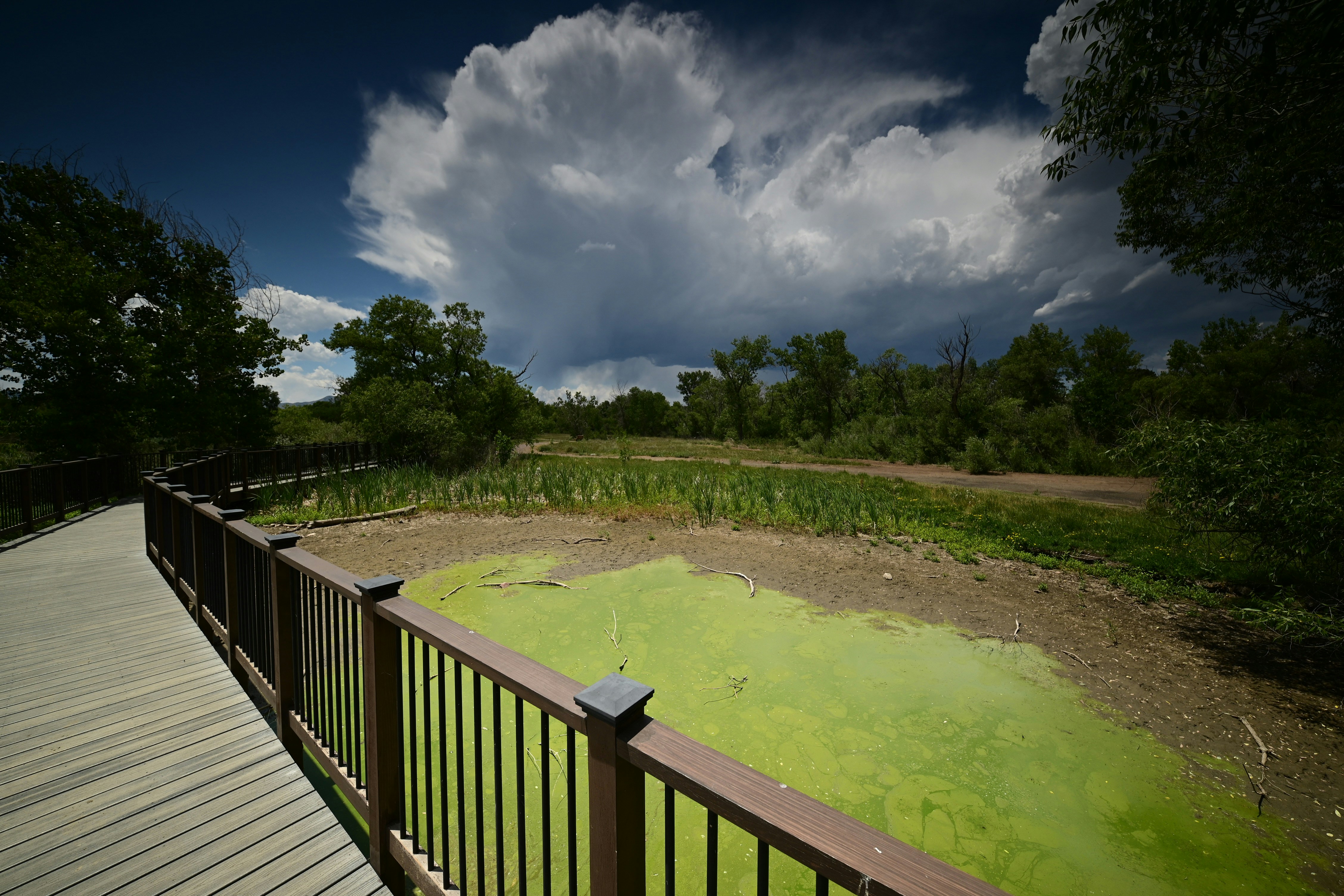 Boardwalk Over a Chlorophyll-Streaked Pond Under a Luminous Sky