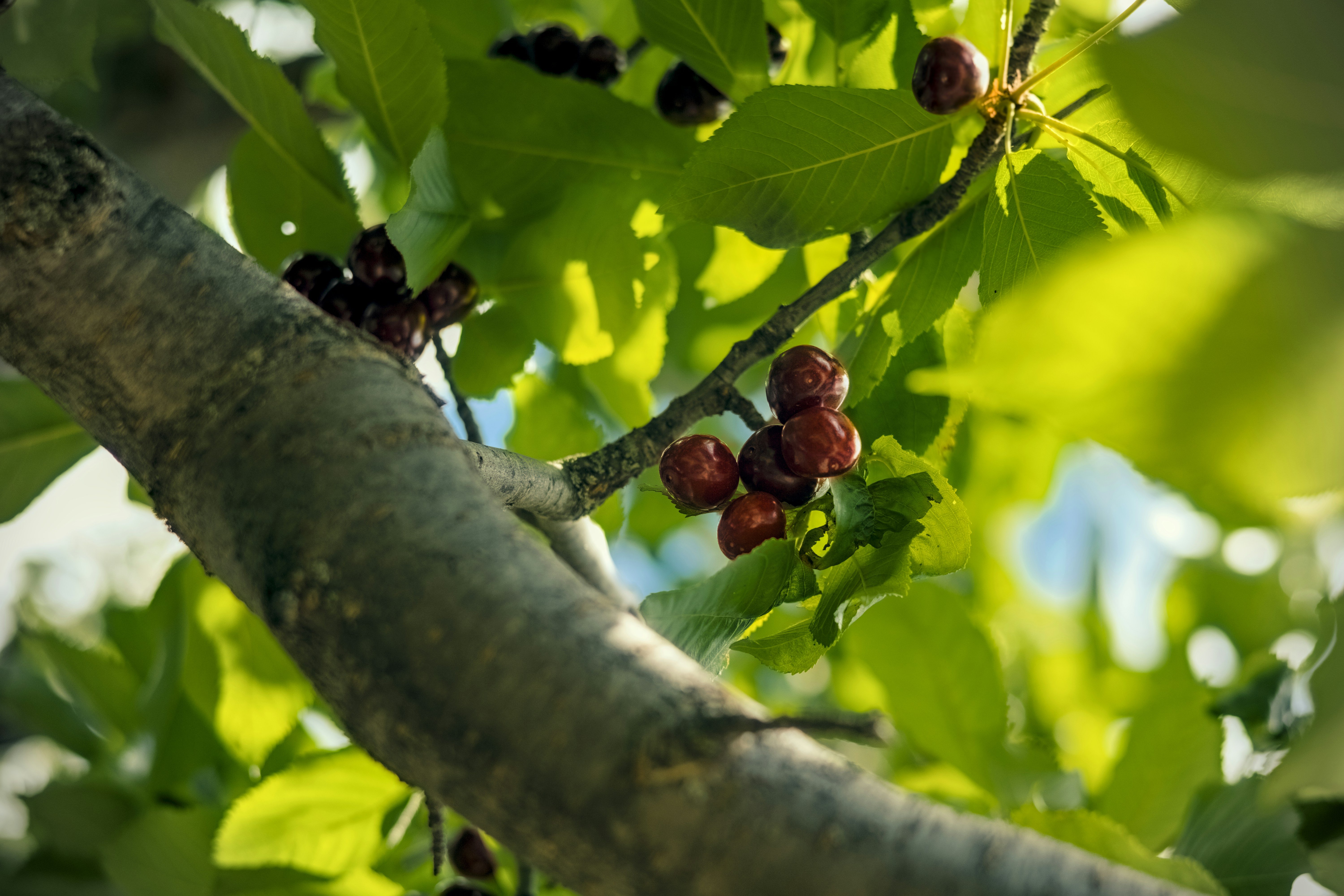 Sunlit Cherry Trellis: Close-Up of Ripening Berries on a Branch