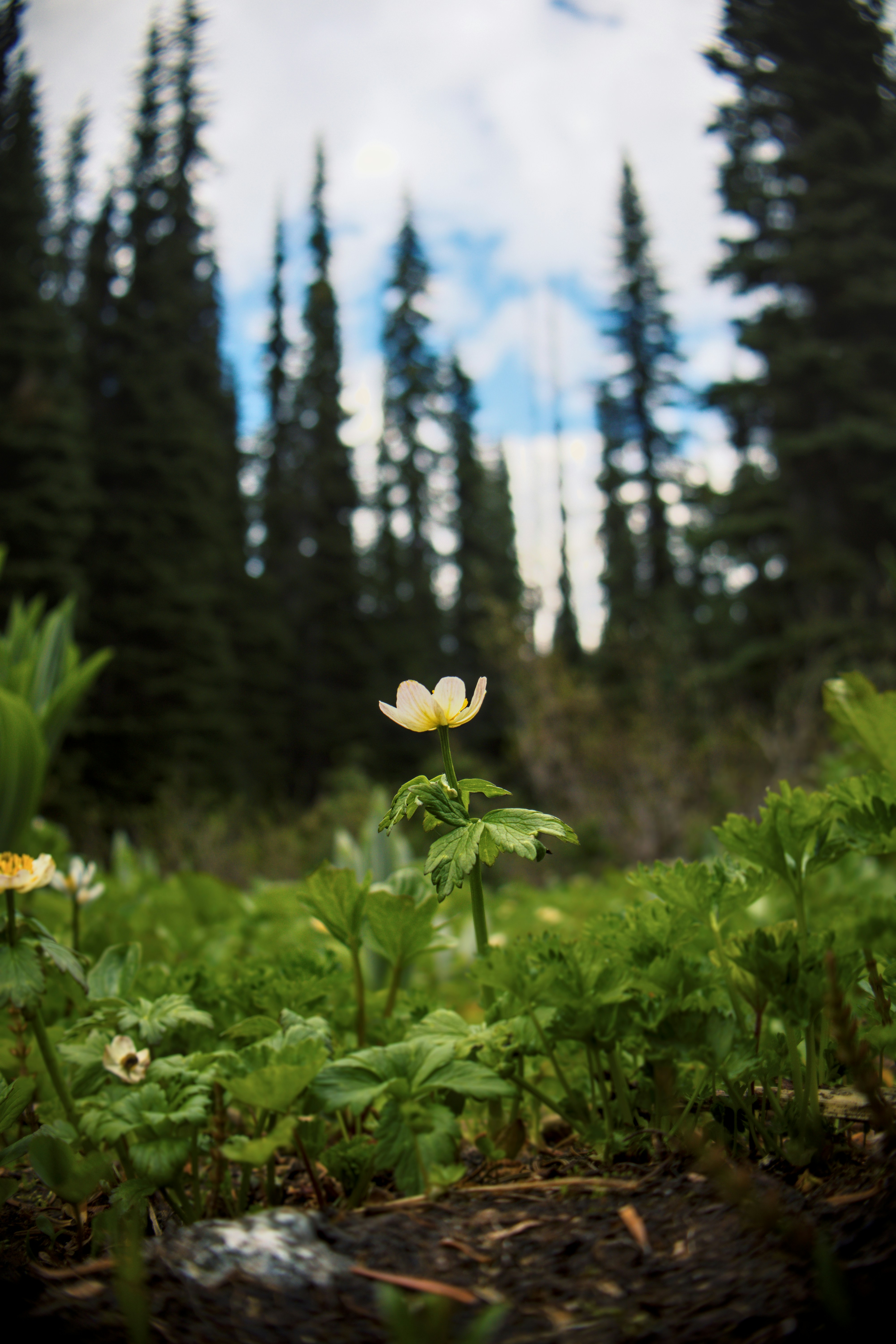  solitary white blossom center stage against a forest backdrop