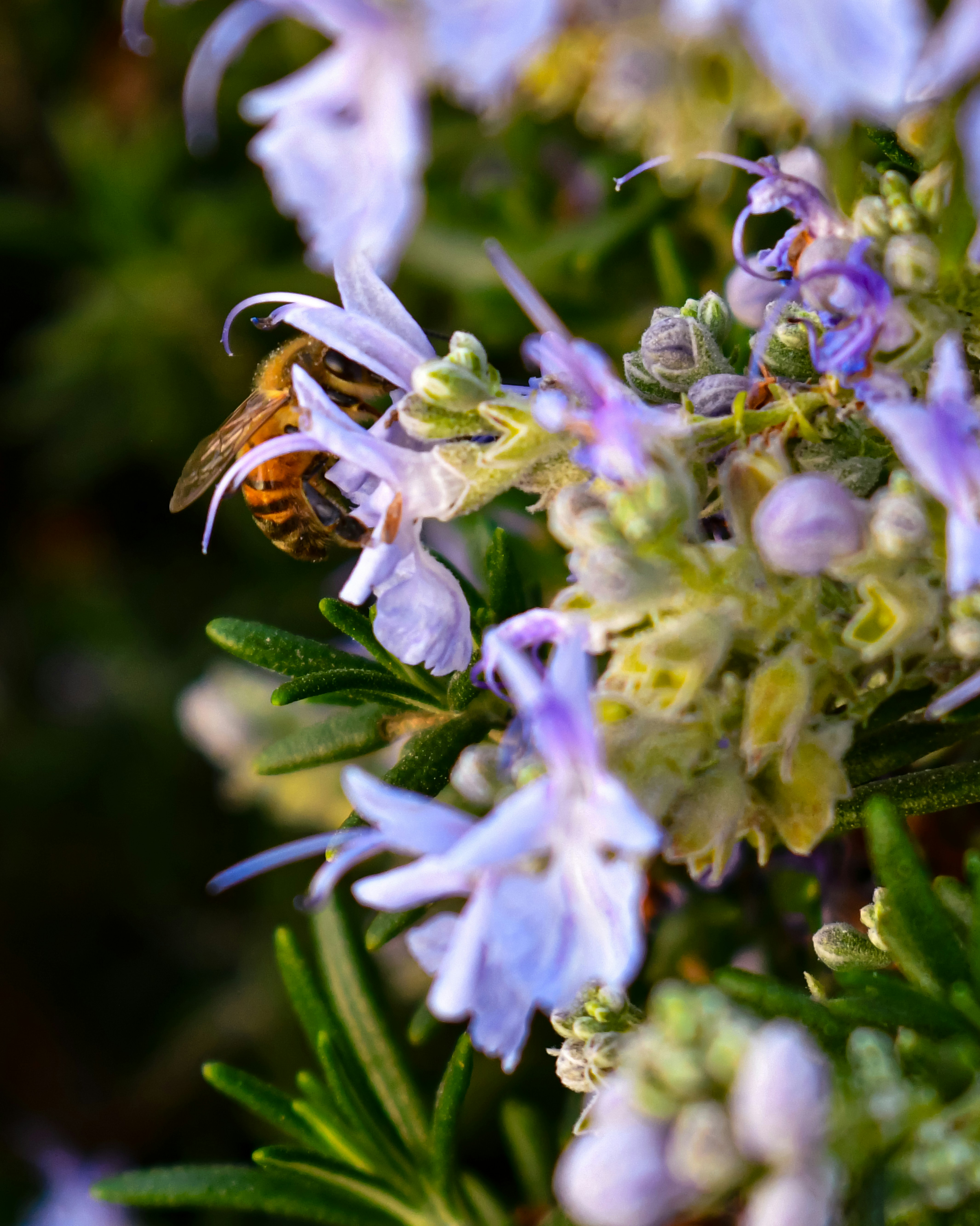 Buzz Among Lavender: A Pollinator’s Moment