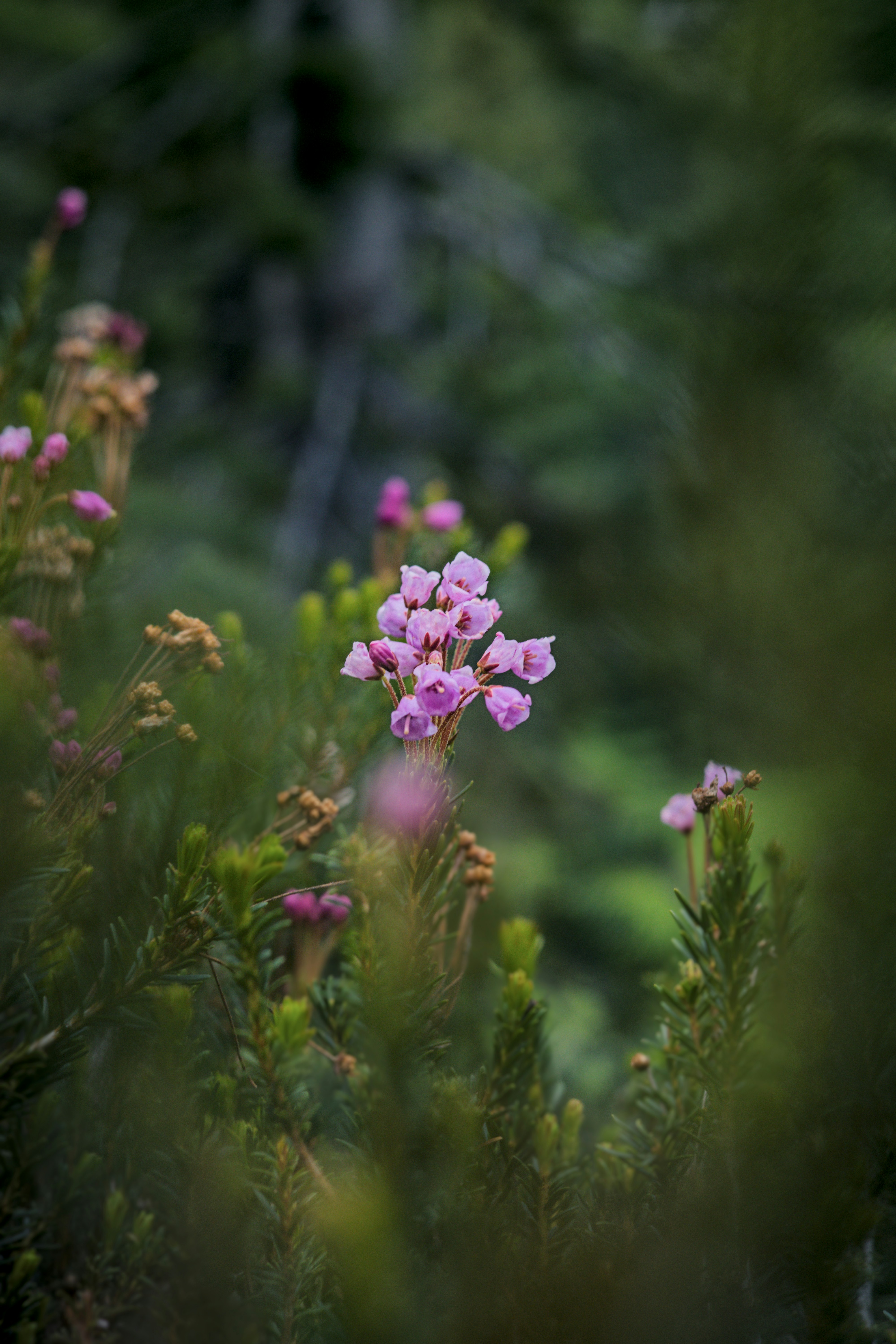 Pink wildflowers rise through a softly blurred green meadow, with a shallow depth of field isolating the central bloom as the subject. This is a naturalistic photograph focused on plant life and color texture.
