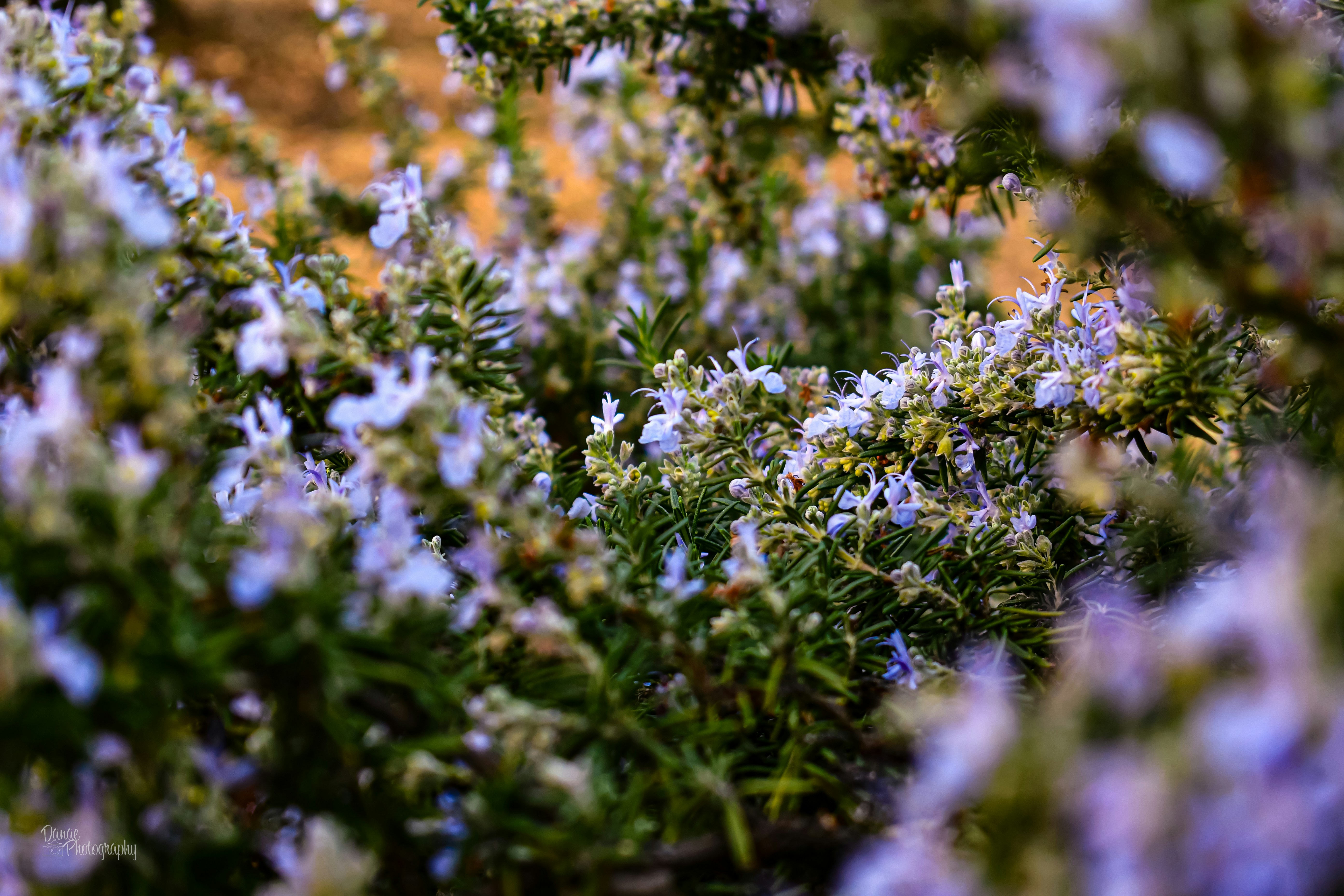 Purple flowers weave through dense green foliage in a sunlit garden bed, creating a dreamy floral close-up. The image highlights delicate petals and a shallow depth of field.