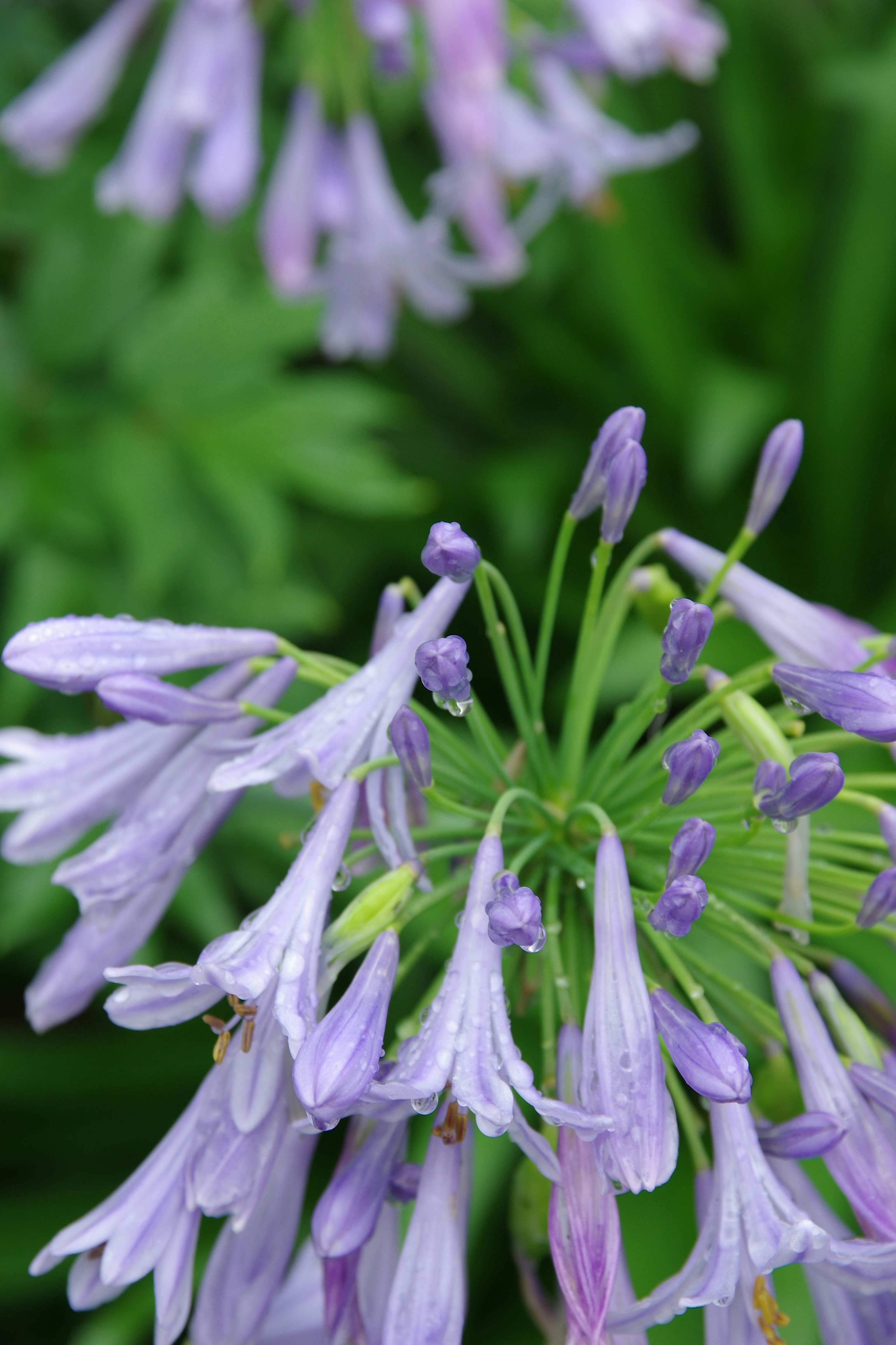 Lilac Bloom Dome: a close embrace of lavender bells