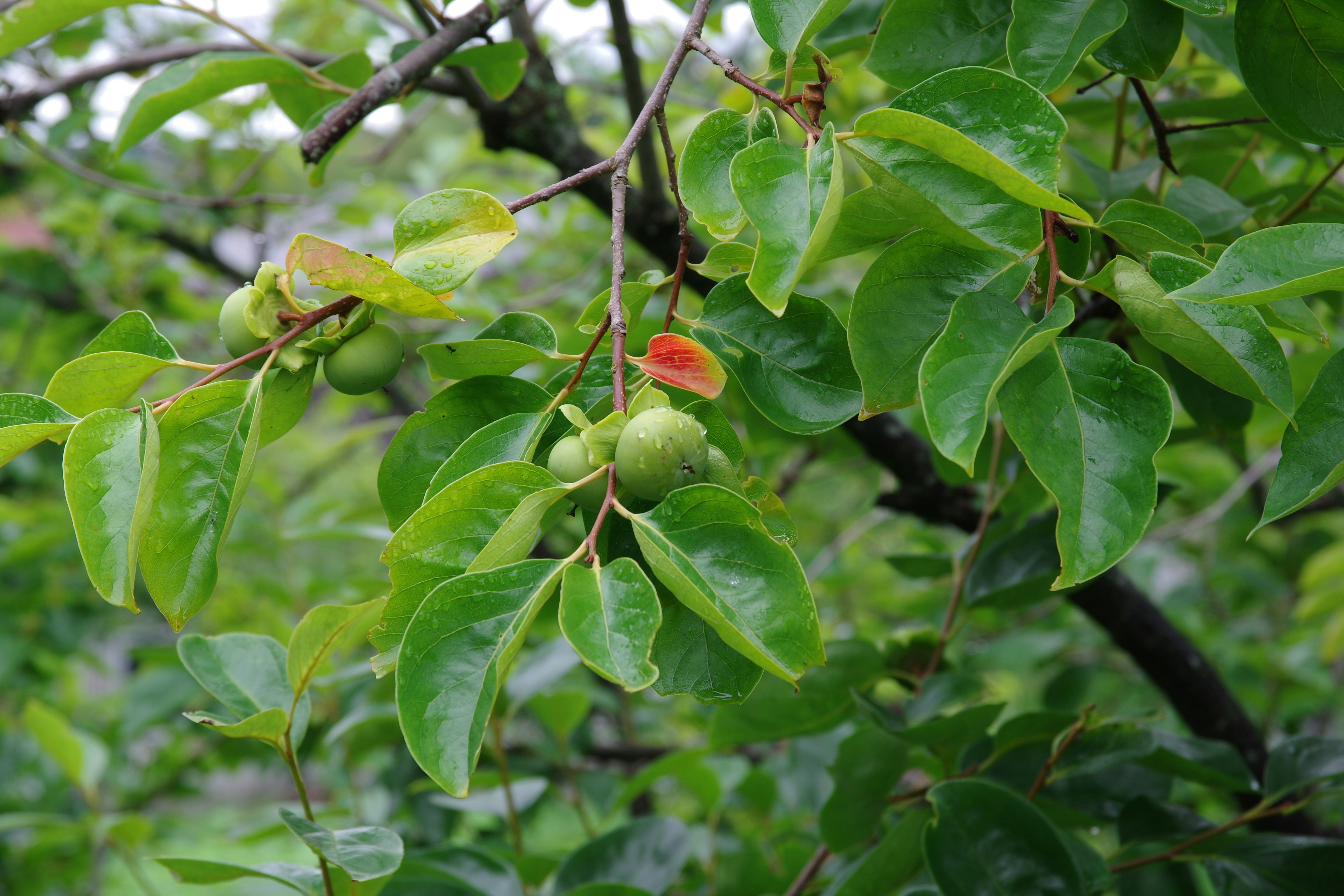 Glossy green leaves with a few small fruits on a branch; a calm, natural close-up of foliage and fruit, highlighting texture and color. This is a photographic capture of plant life.
