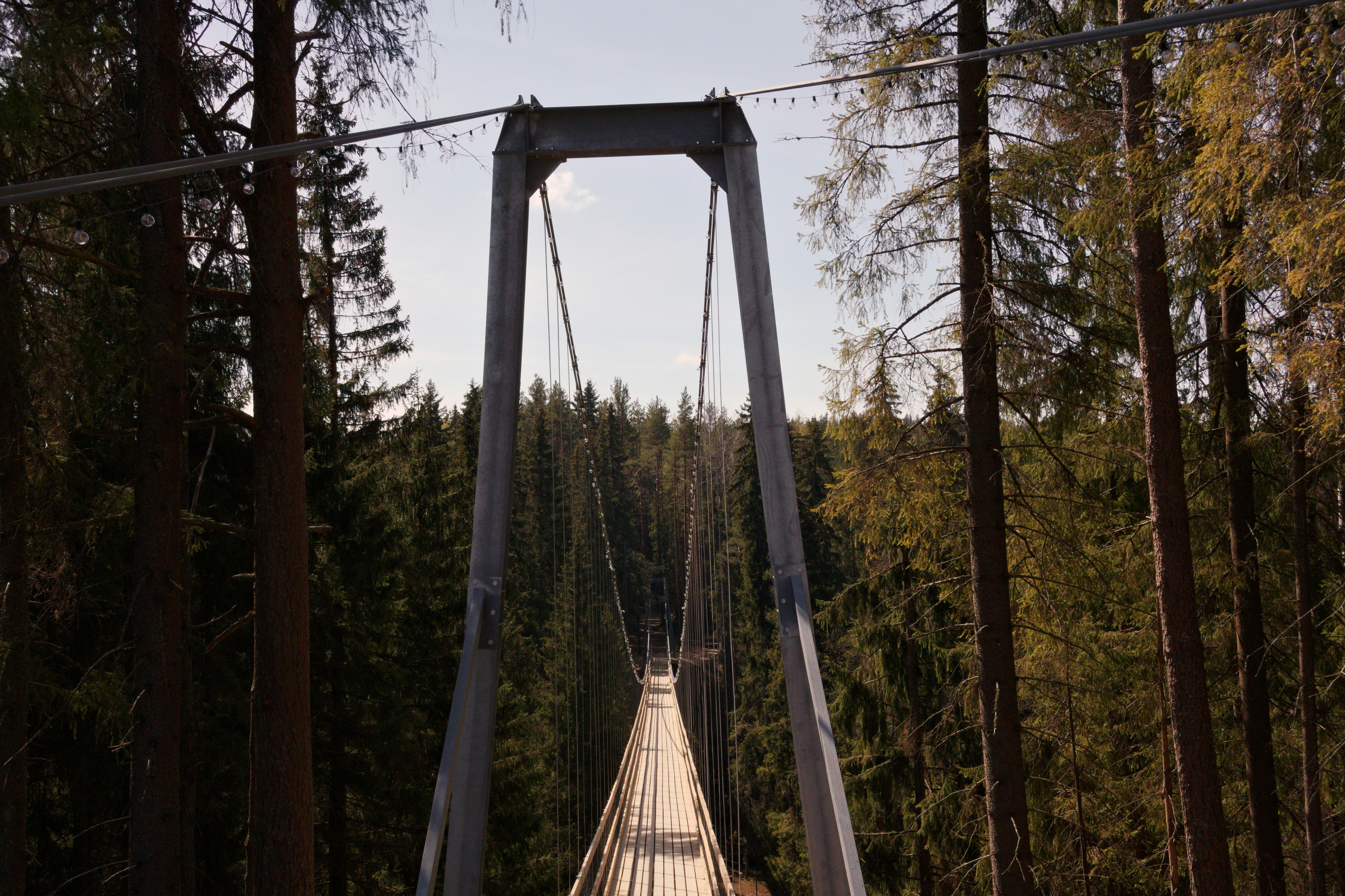 Suspended Forest Crossing: A Serene Timber Bridge Between Pines