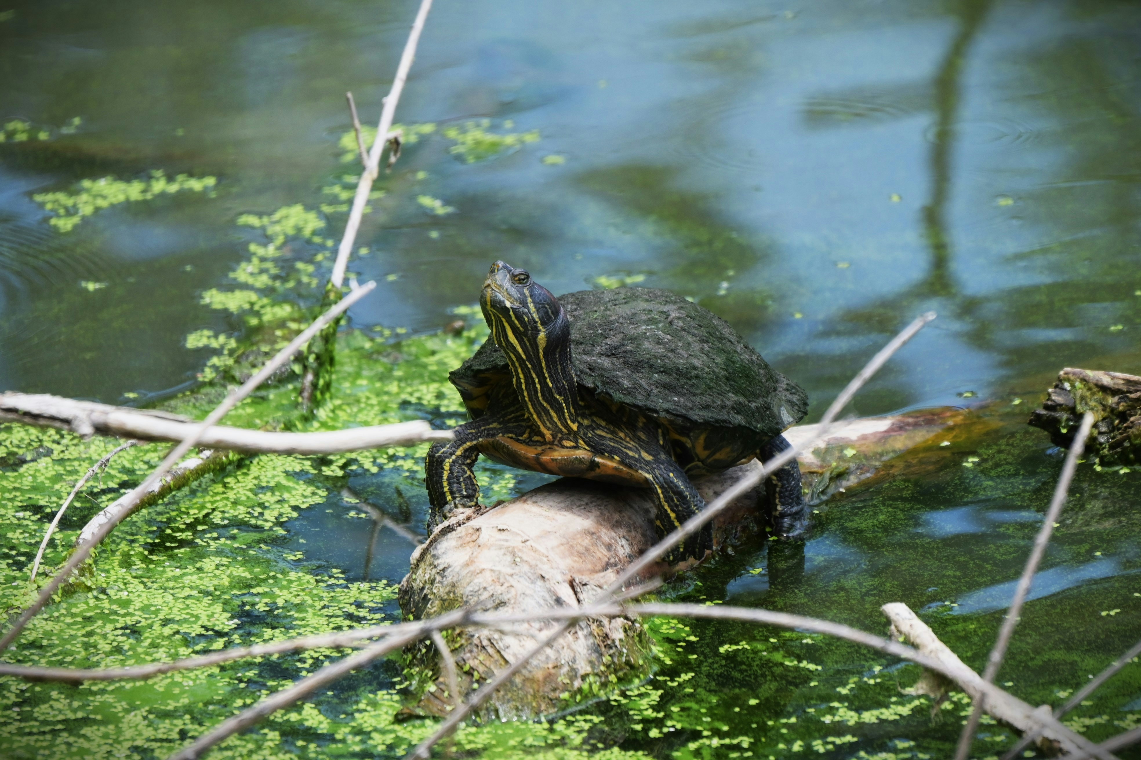 Hardened in the Mud: A Turtle Perched on Debris in a Mossy Pond
