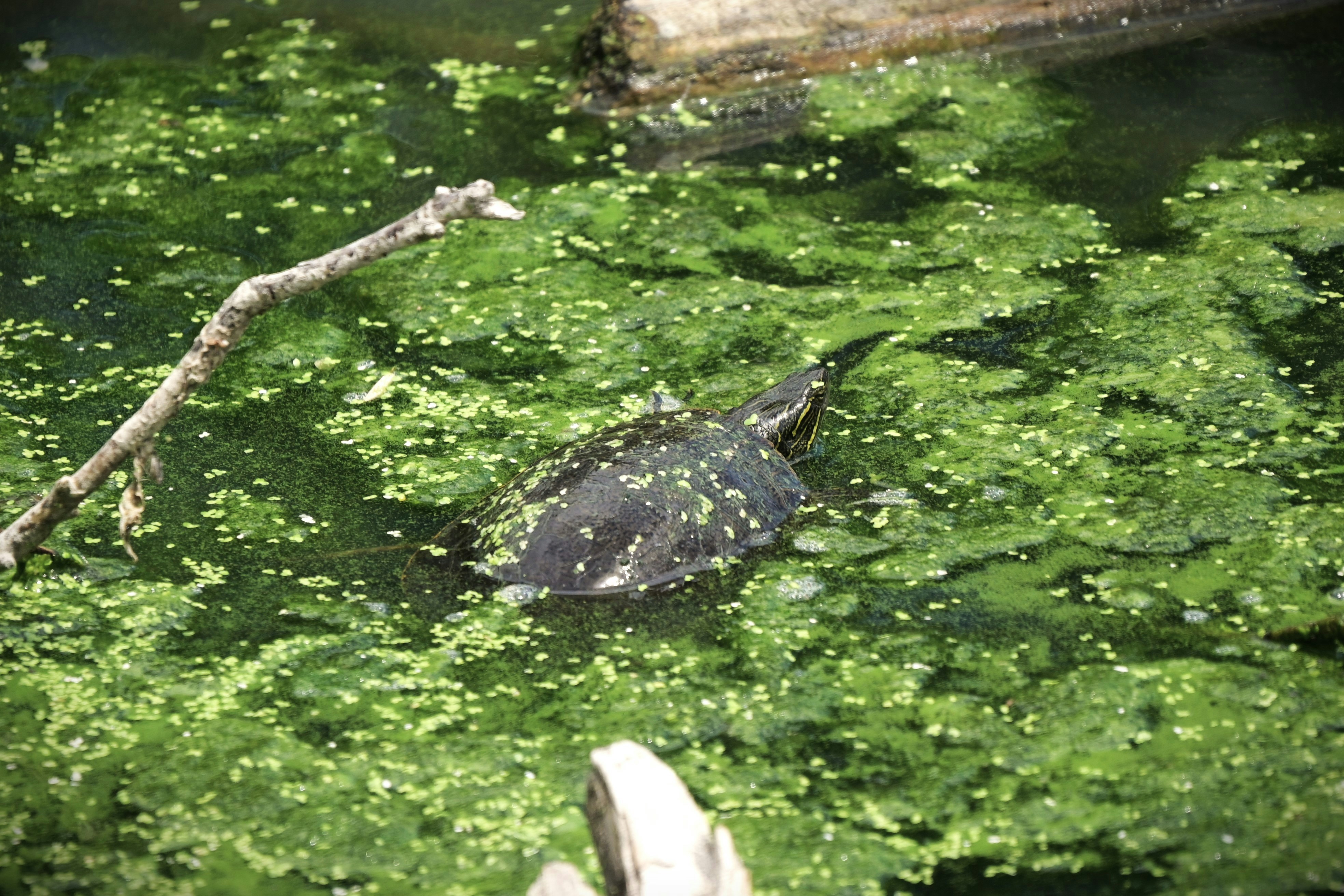 Green Veil: A Hidden Creature in a Pond of Moss