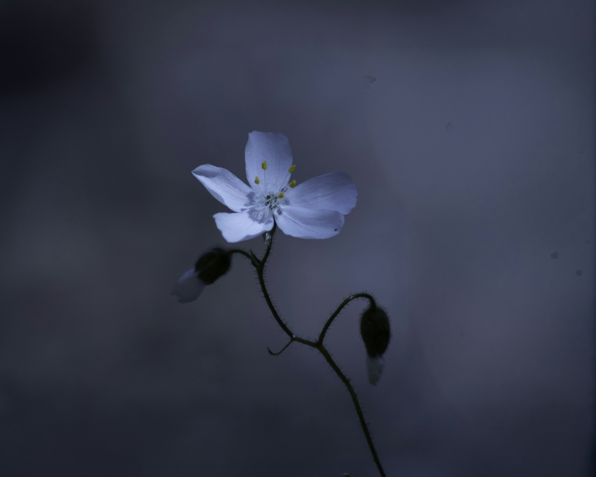 Single pale blue flower on a slender stem against a cool, blurred blue background; a minimal botanical subject with soft focus surrounding. Photograph emphasizes delicate petals and subtle color.