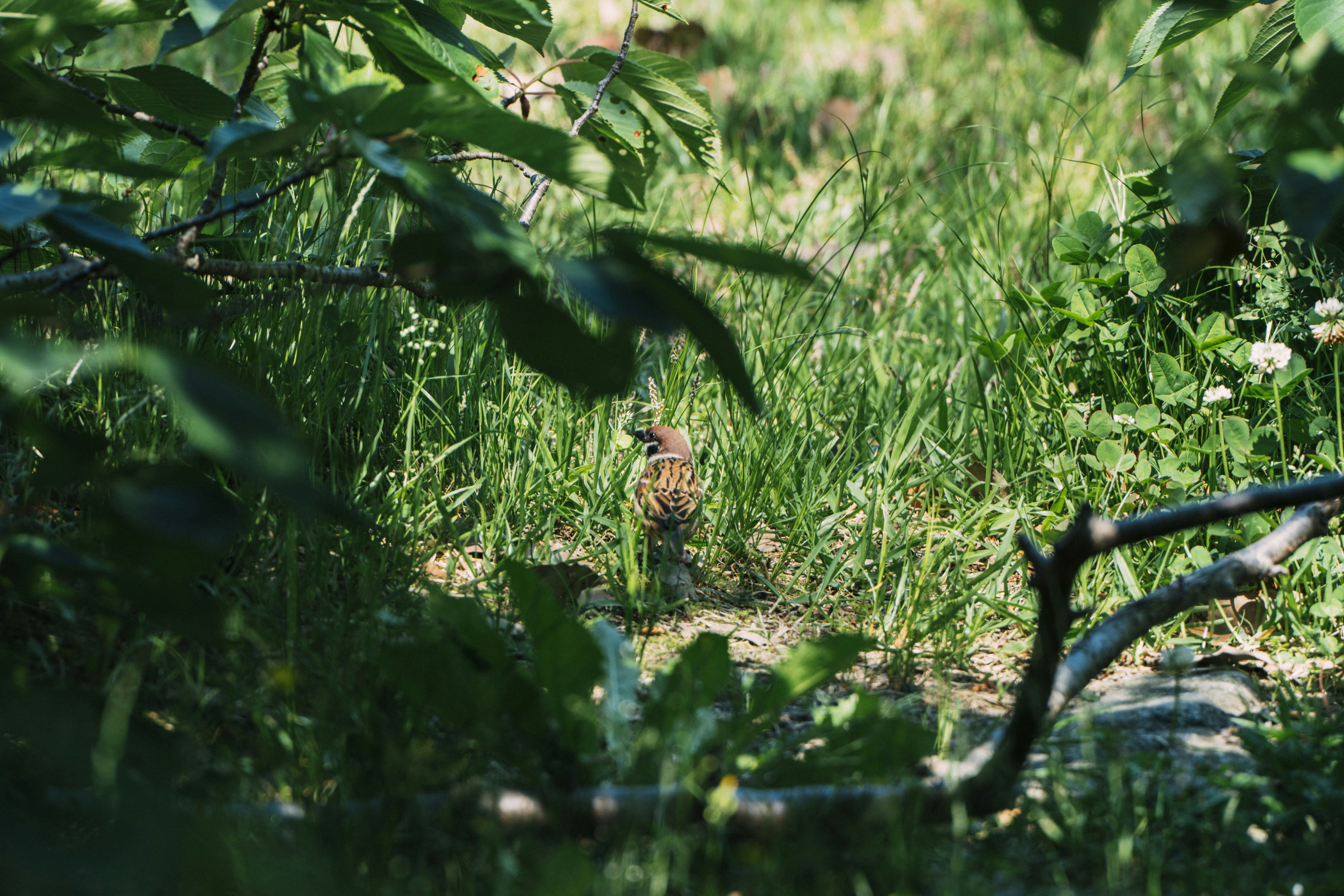 Whisper in the Underbrush: A Streak of Rust amidst Green