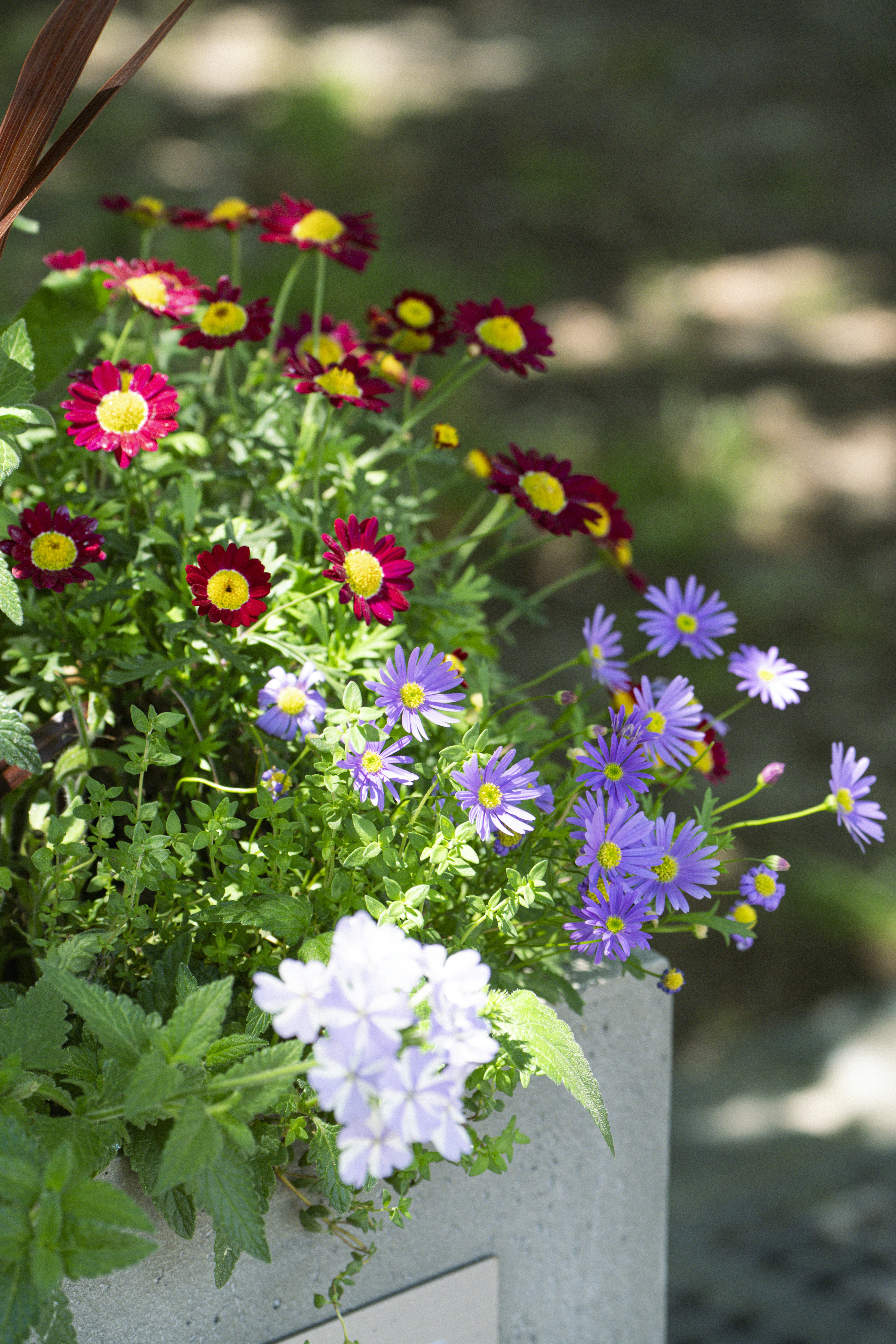 Vibrant Basket of Garden Flowers in Sunlit Planter