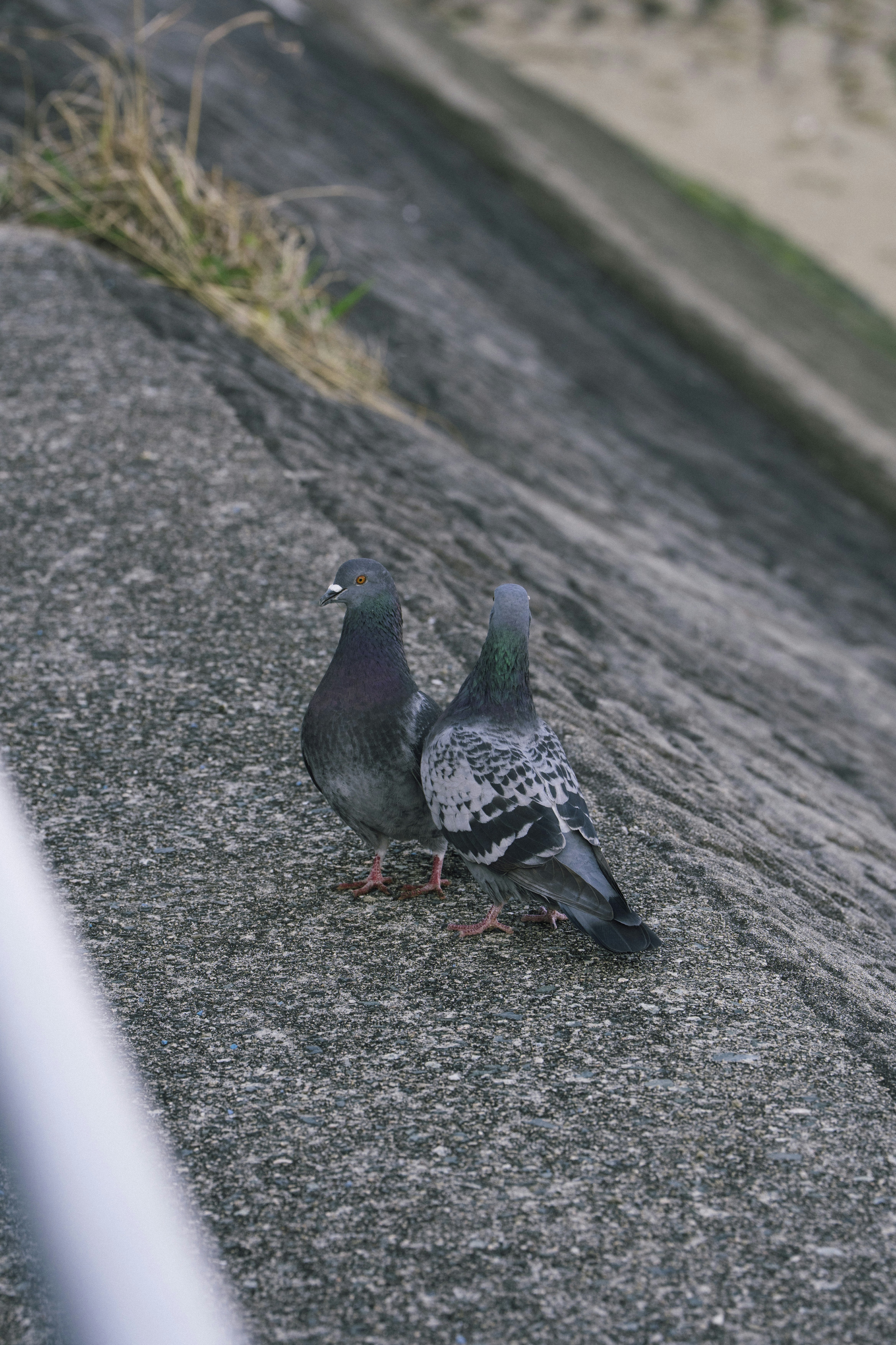 Two Rock Doves Stance on a Concrete Slope