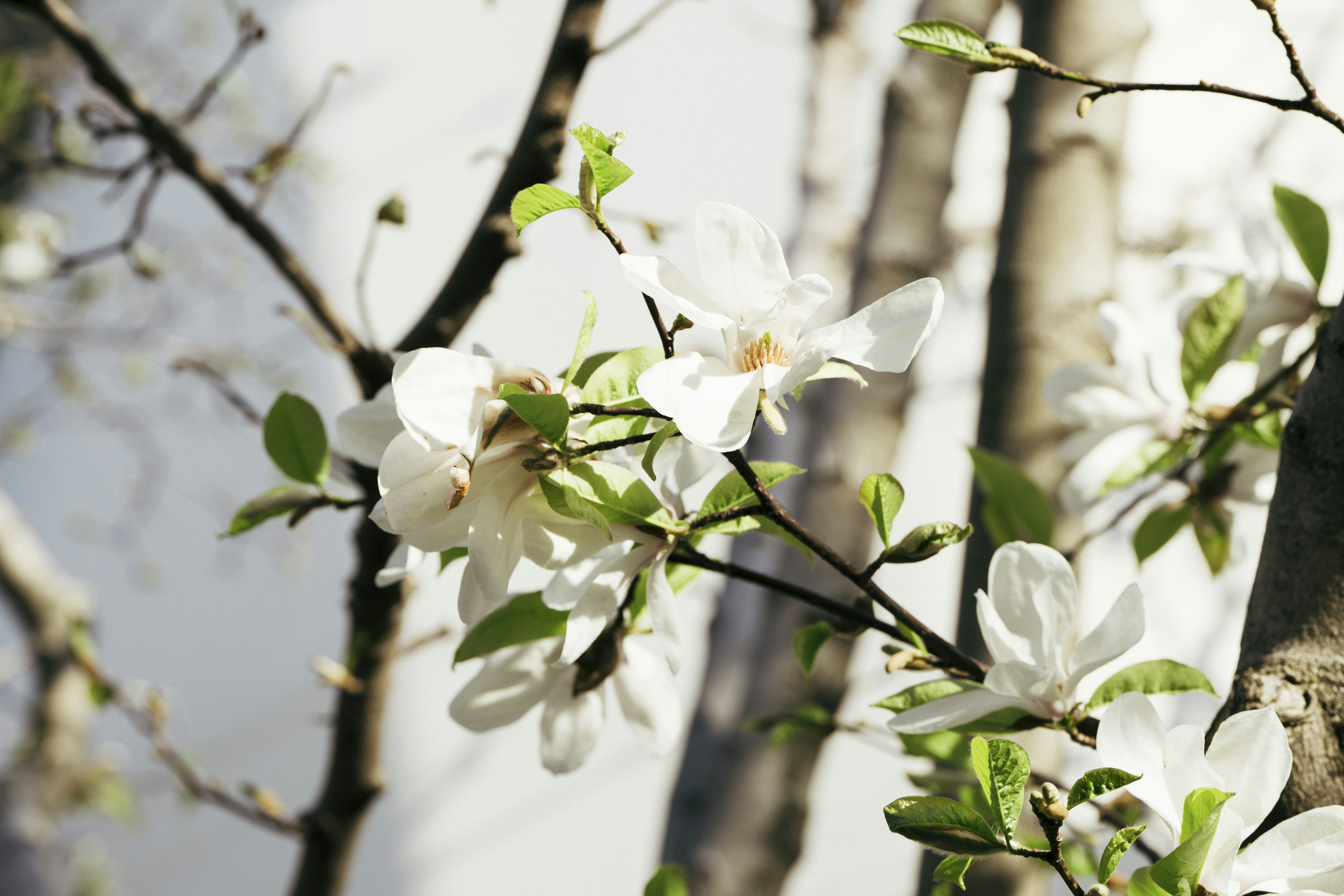 Blossoms in Soft Backlight