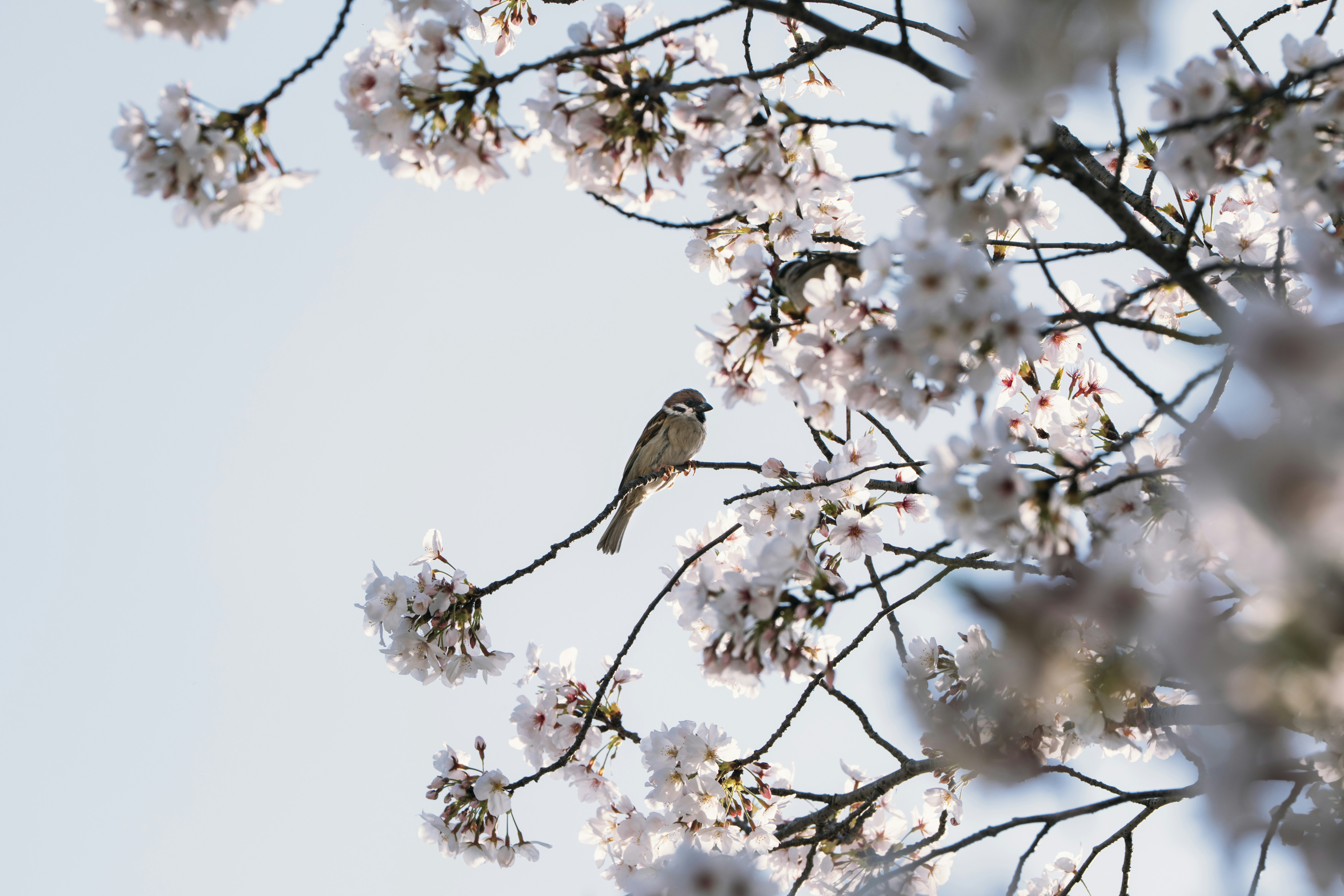 Cherry Blossom Perch: A Brief Moment of Calm