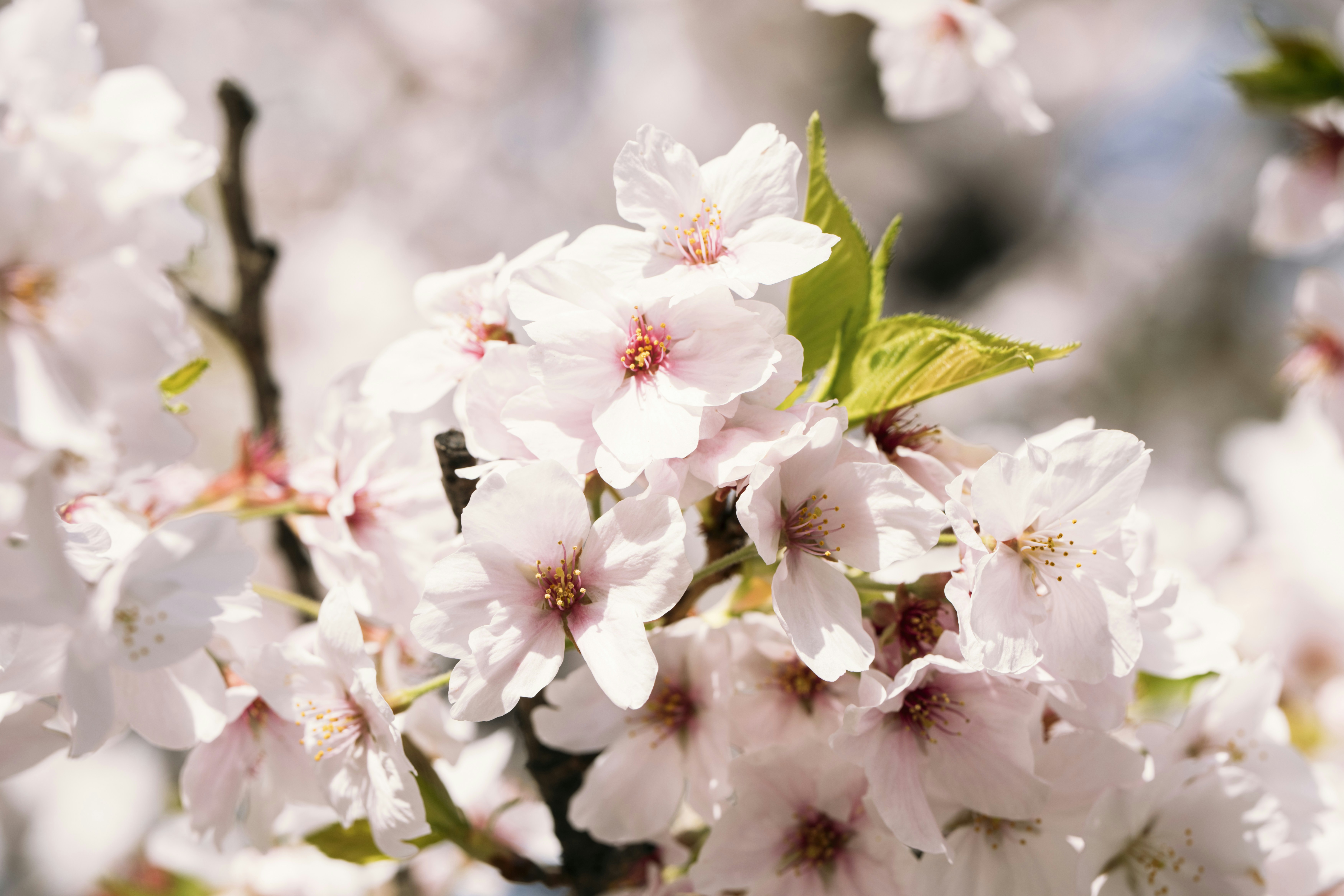 Soft Neon Bloom: A Desktop of Cherry Blossoms in Full Petal Light
