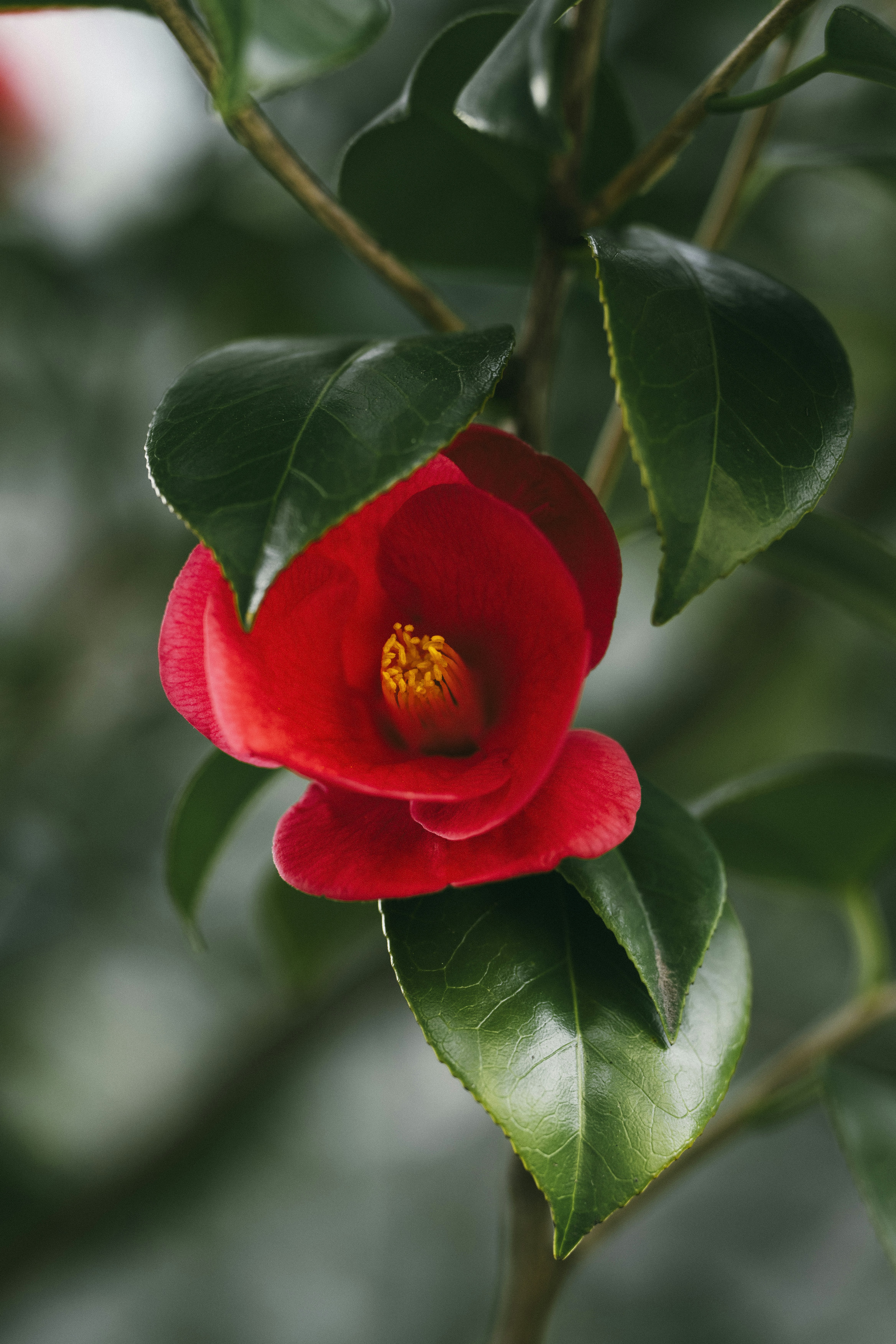 Crimson Camellia in Focus: A Petal at the Core