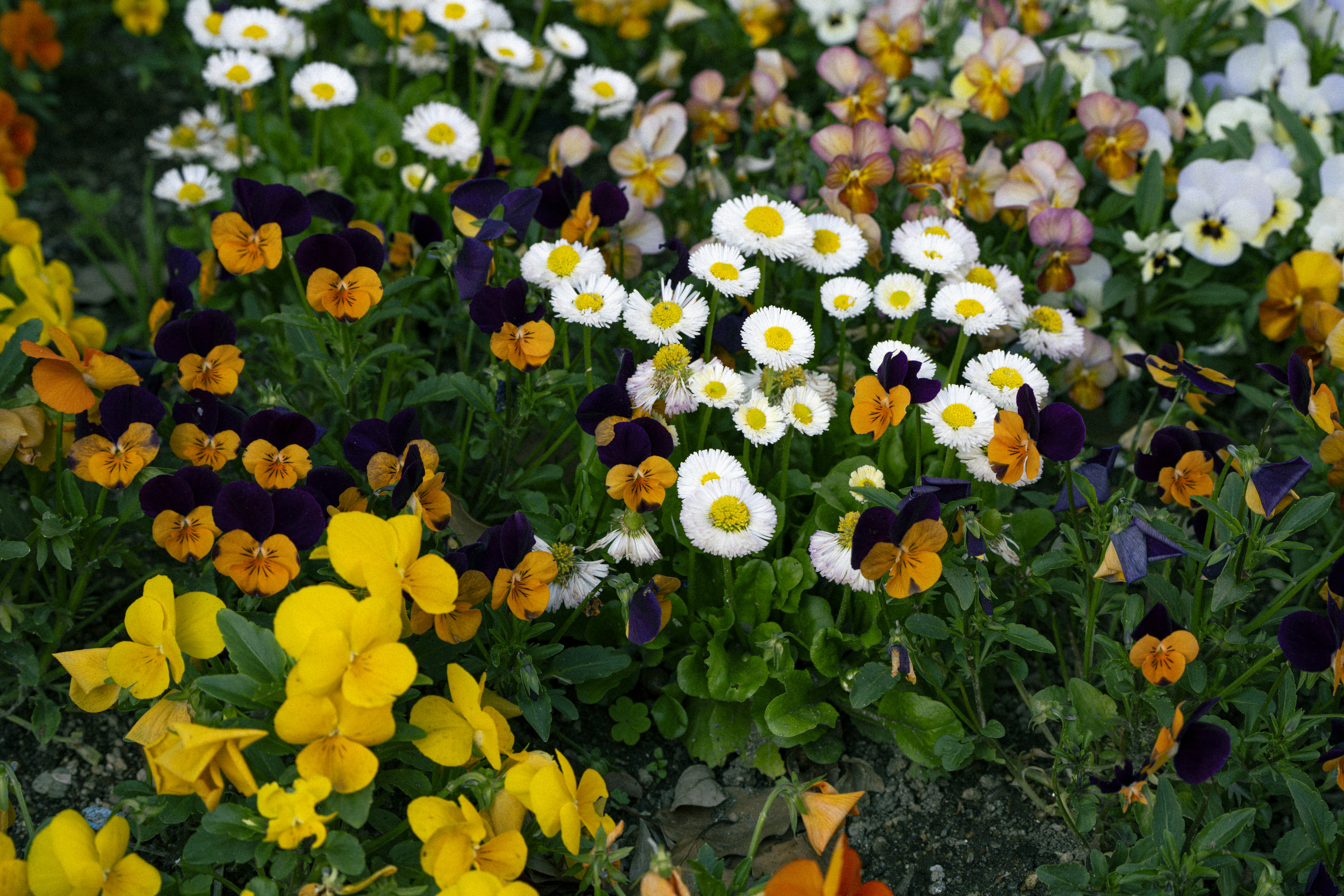 Patchwork of daisies and pansies: a sunlit flower bed