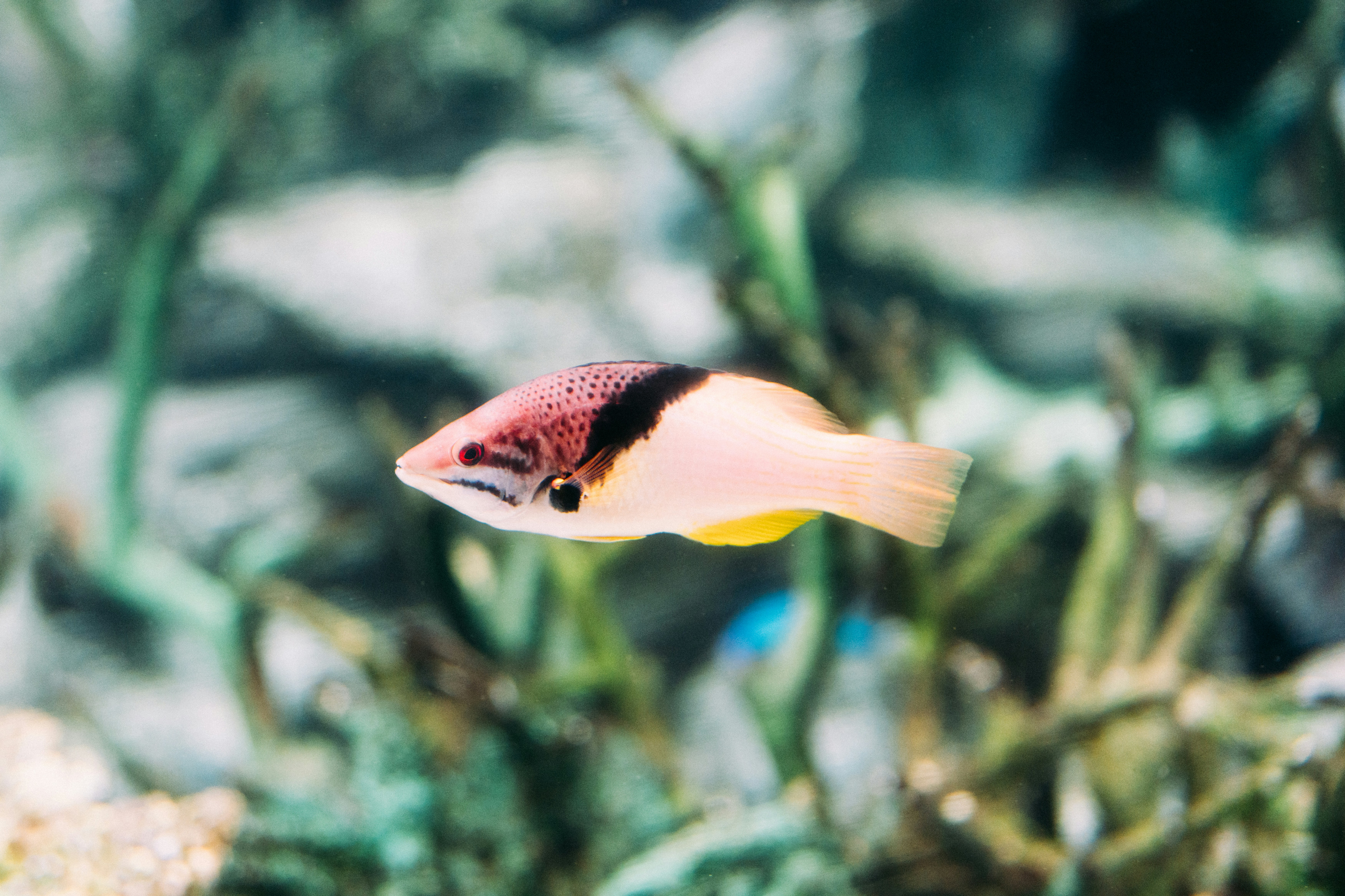 Tropical Prismatic: A Coral-View of a Colorful Reef Visitor