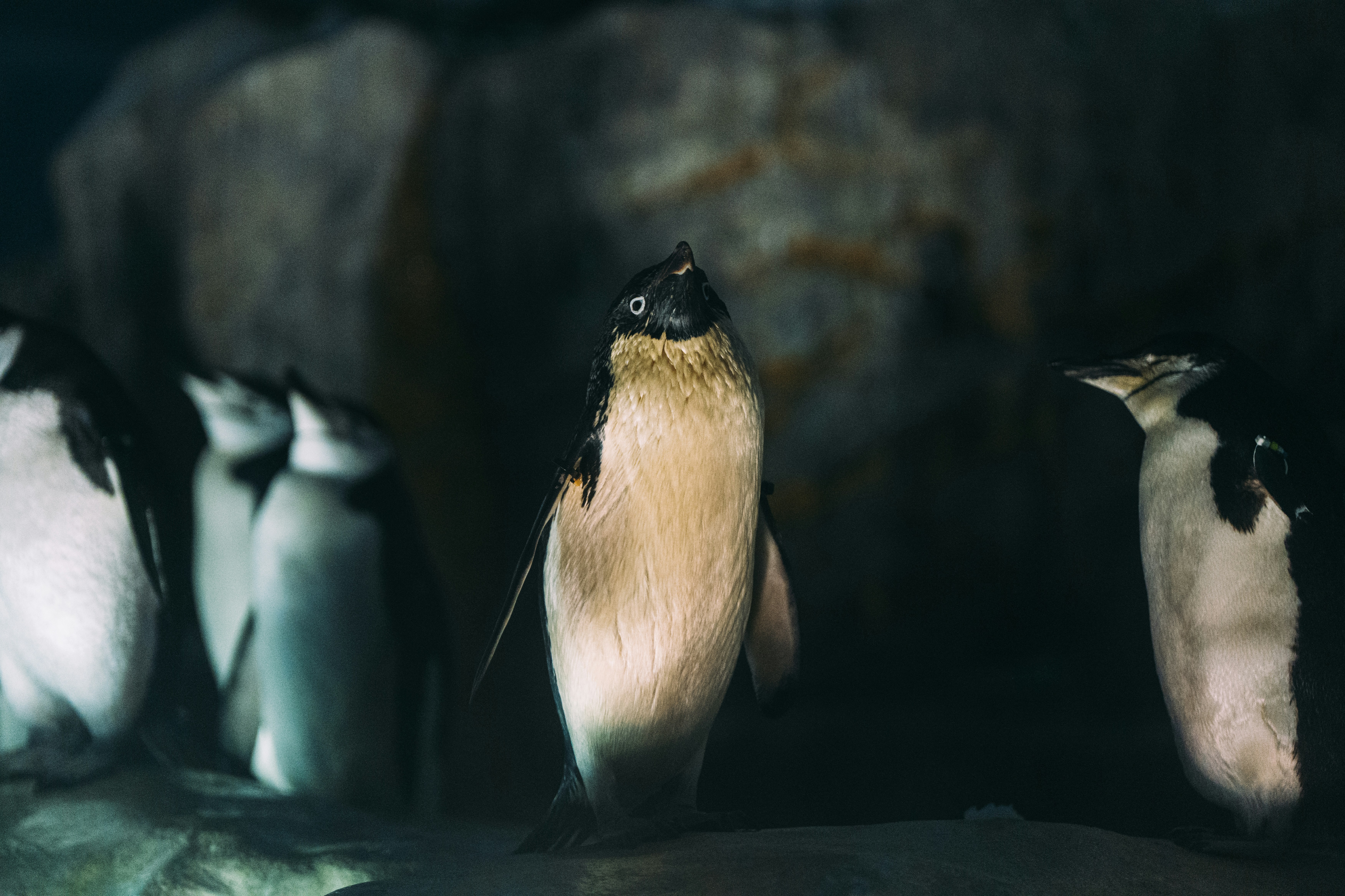 Penguin Spotlight: A Stare into the Ice Cave