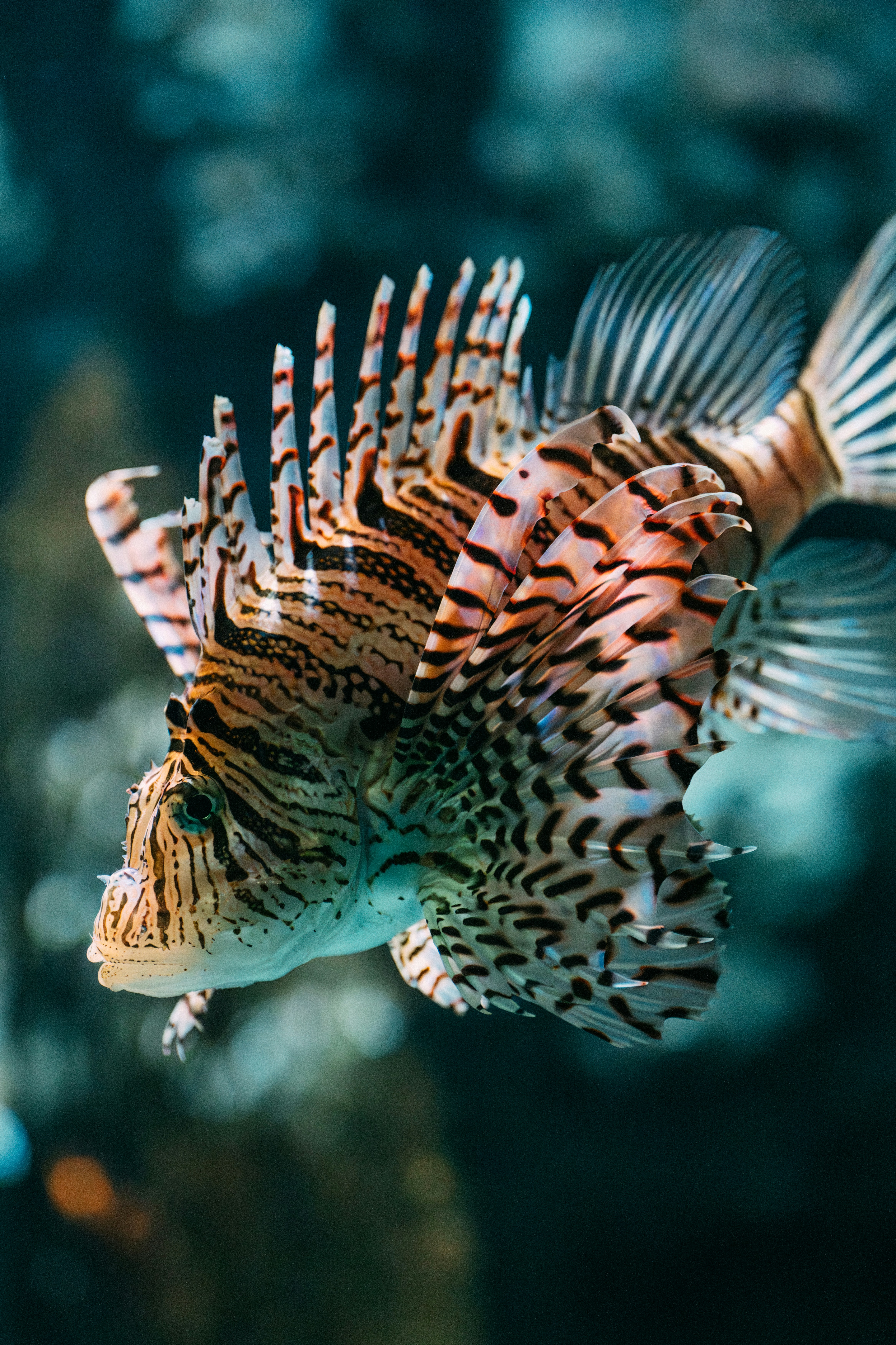 Lionfish in Crisp Focus: Stripes, Spines, and Underwater Light Play