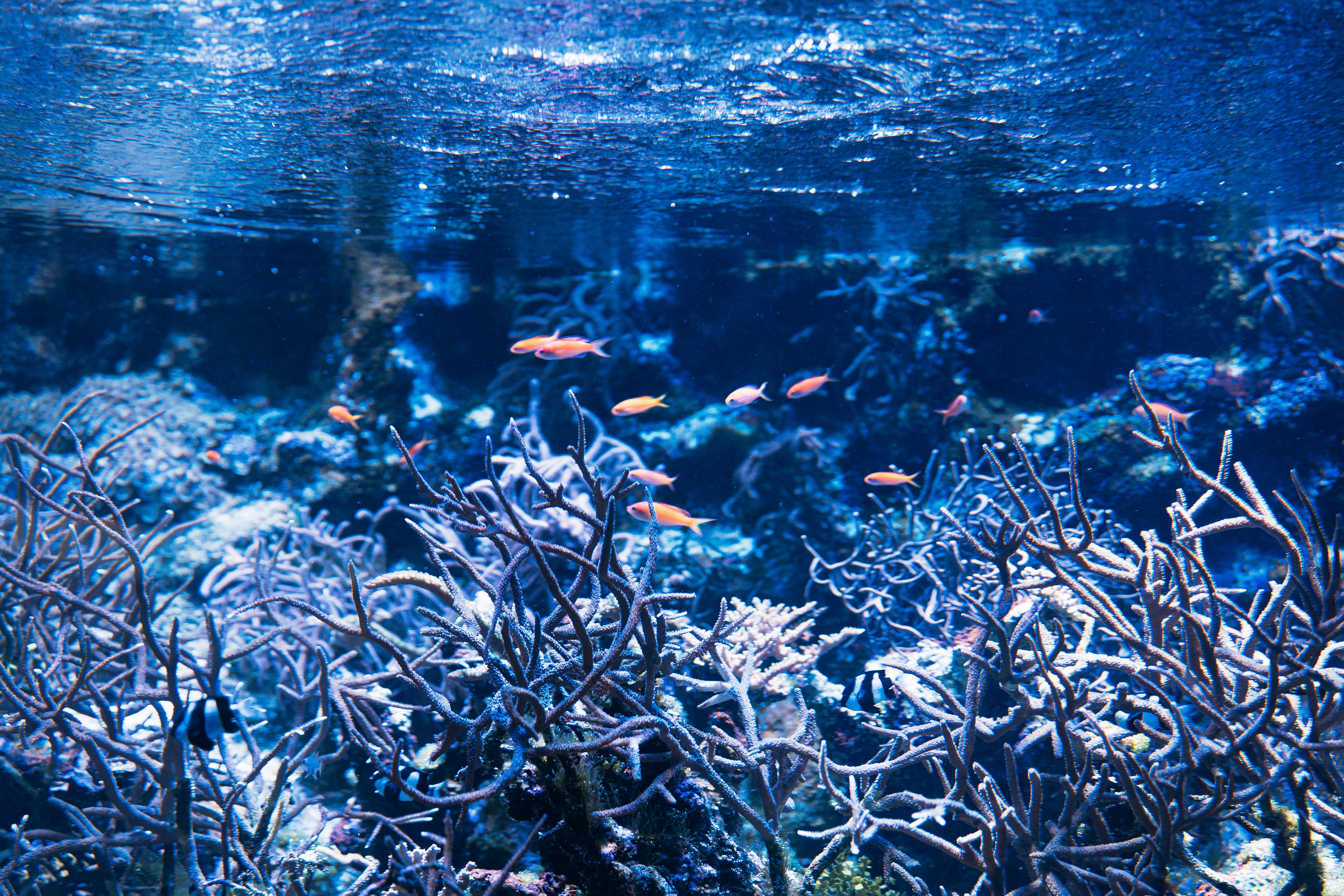 Underwater Reef Symphony: Tiny Fishes among Fanned Coral Fans